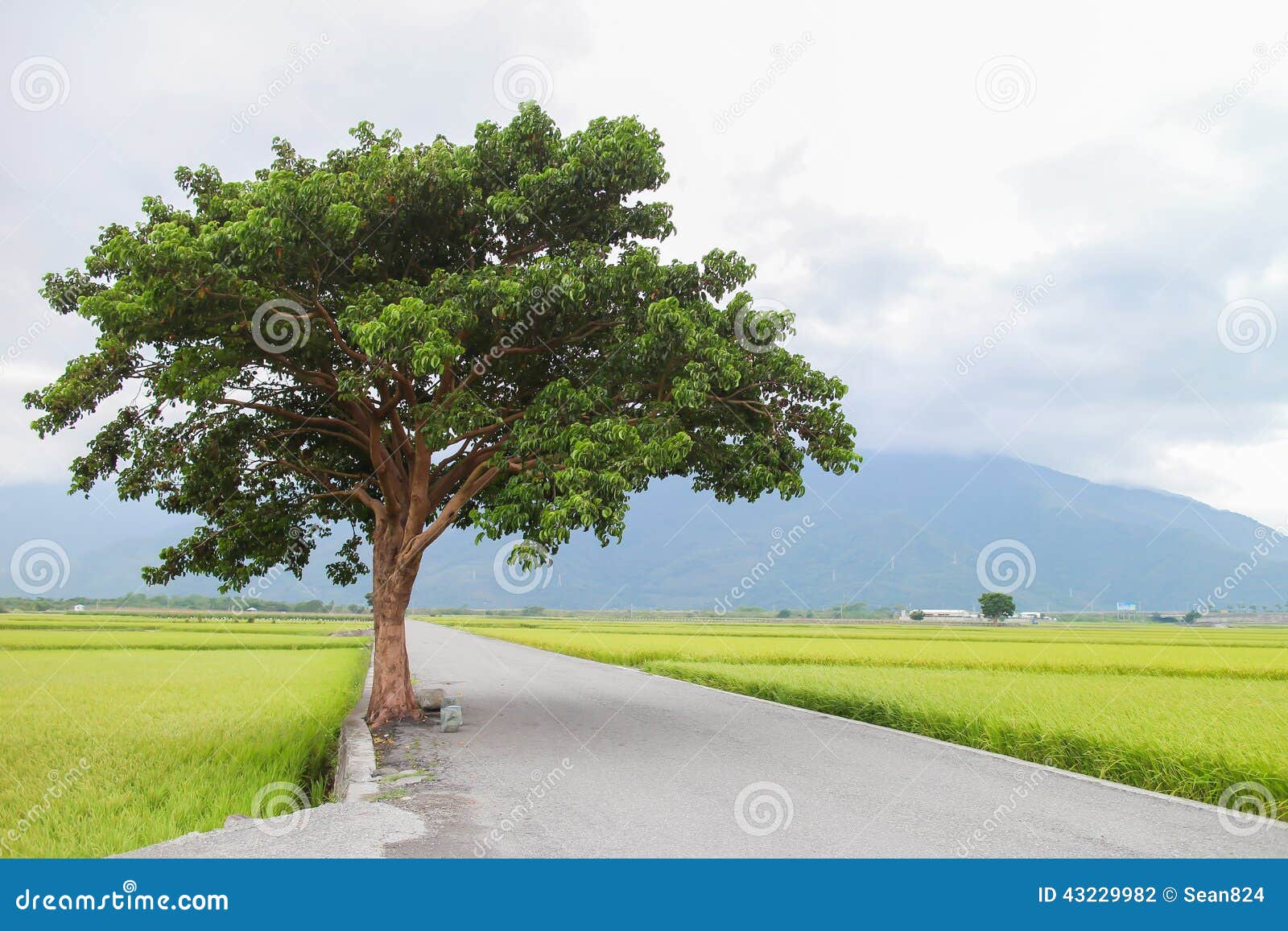 Country road with tree stock photo. Image of tree, road - 43229982