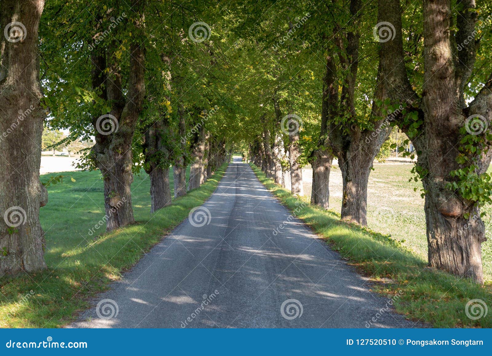 Country road,tree lined. stock photo. Image of avenue - 127520510