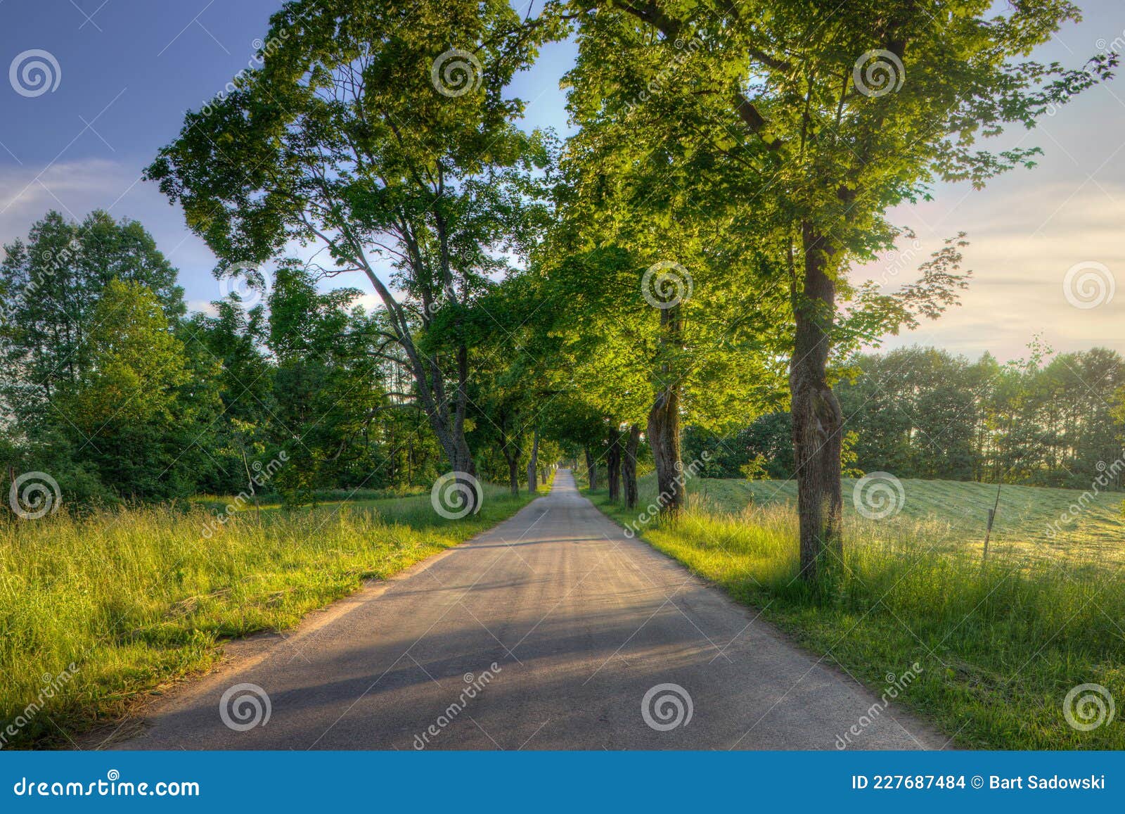 Rural Country Road at Sunset with Trees and Sunlight Stock Photo ...