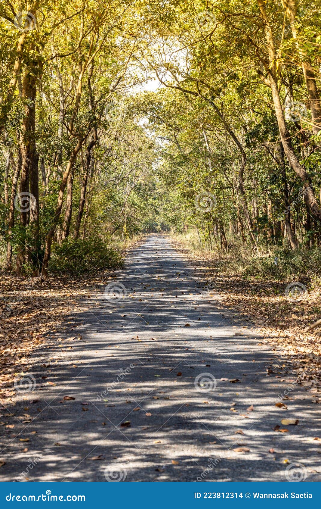 Country Road with Trees Along Stock Photo - Image of forest, natural ...