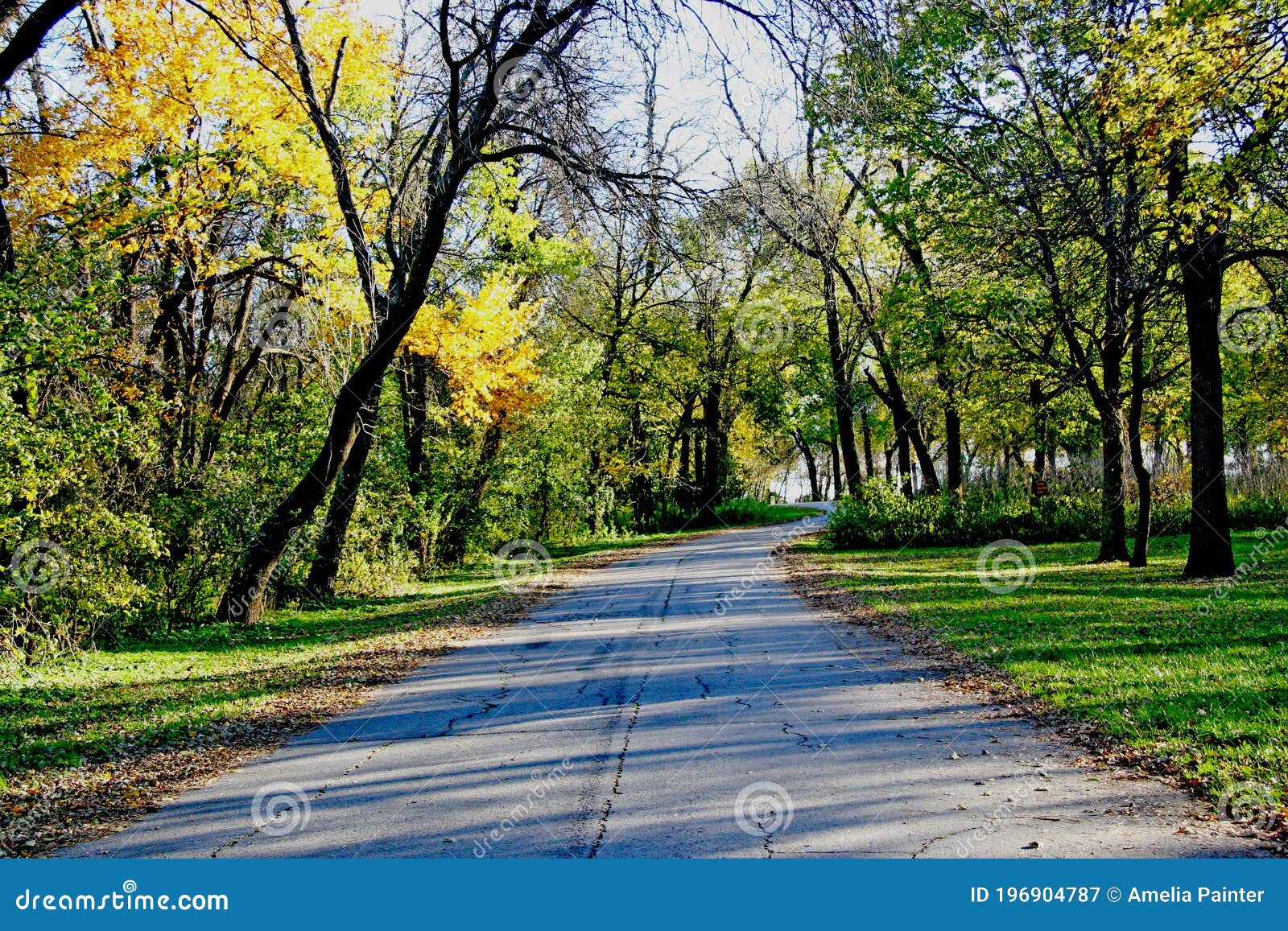 Country Road with trees stock image. Image of lining - 196904787