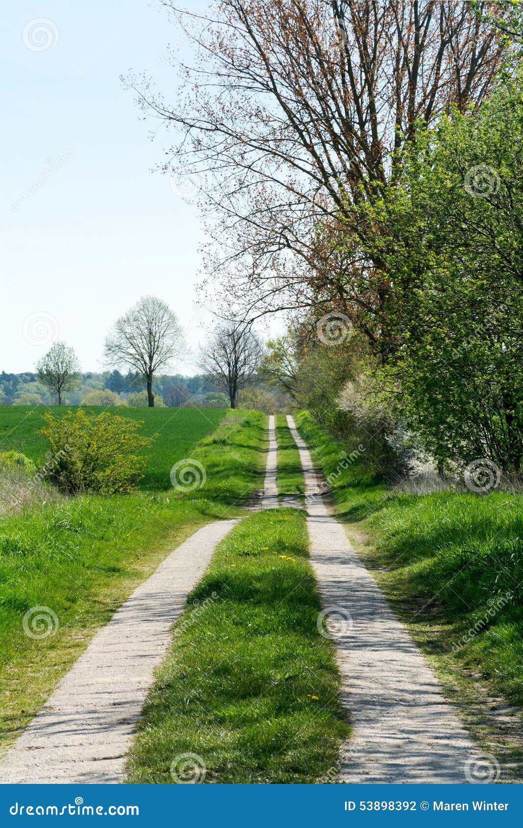 Country Road between Trees and Green Fields Stock Photo - Image of ...