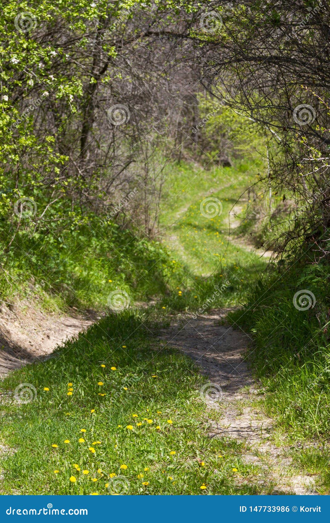 Country Road among Trees in Spring Stock Photo - Image of scene, cloud ...