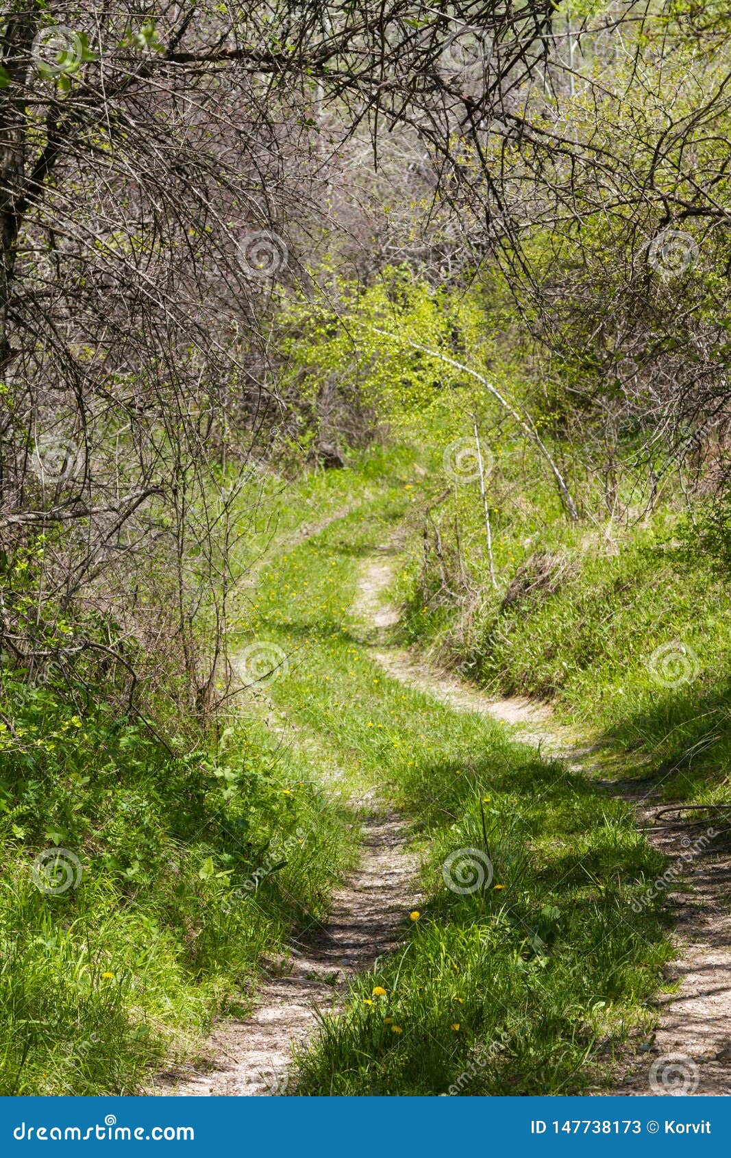 Country Road among Trees in Spring Stock Image - Image of masuria ...