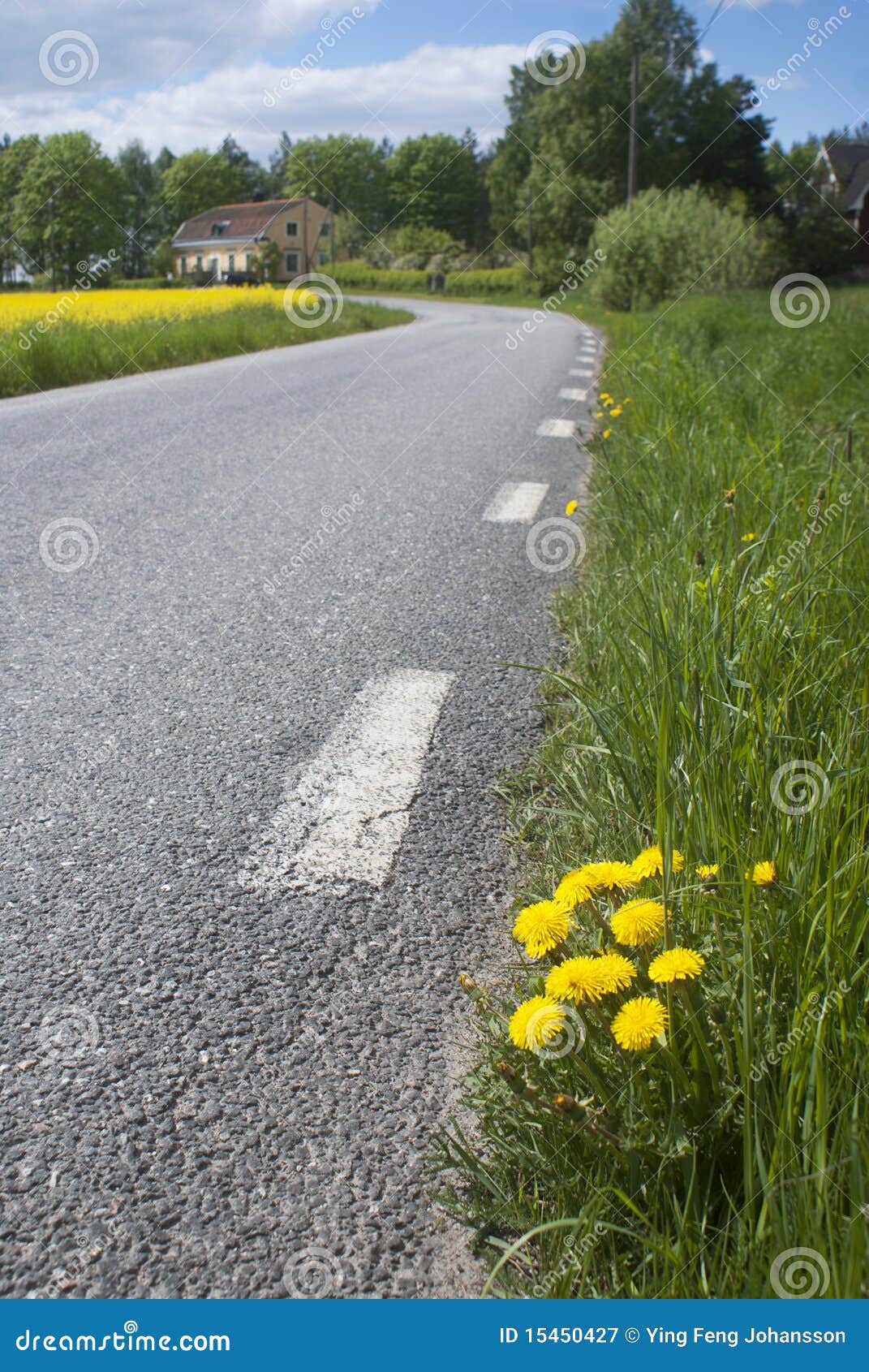 Country Road Wity Dandelions Stock Image - Image of sunlight, rural ...