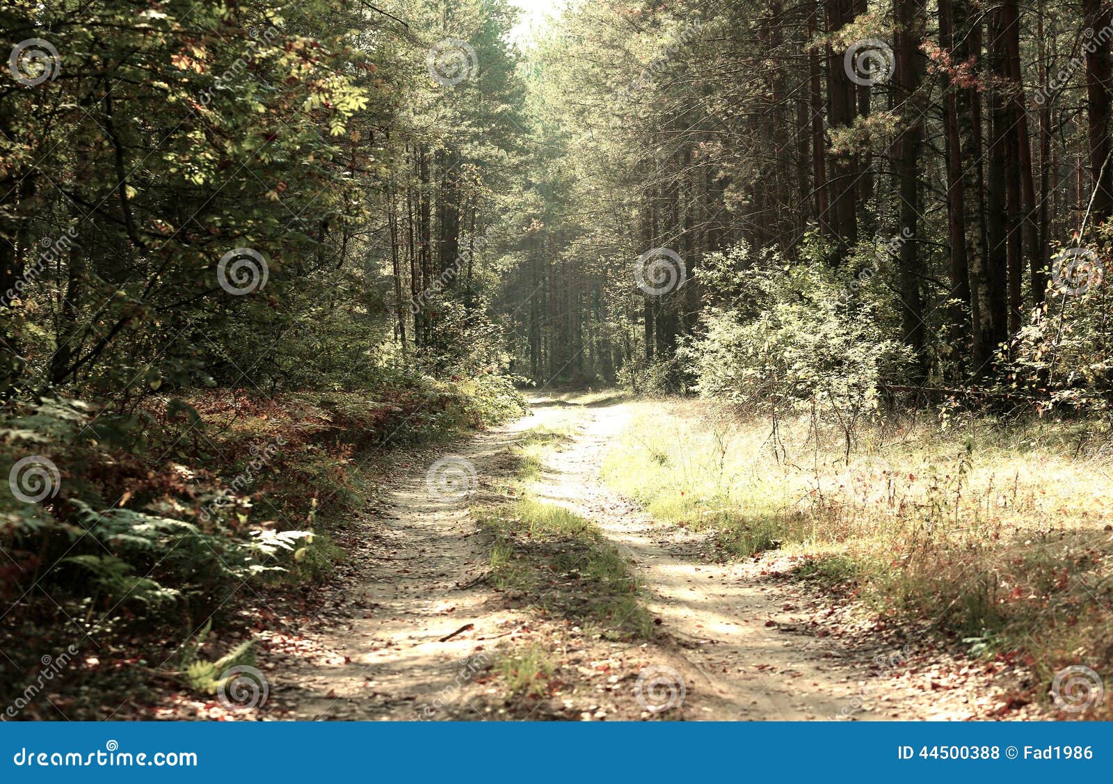 Country road in a wood stock photo. Image of road, gritty - 44500388