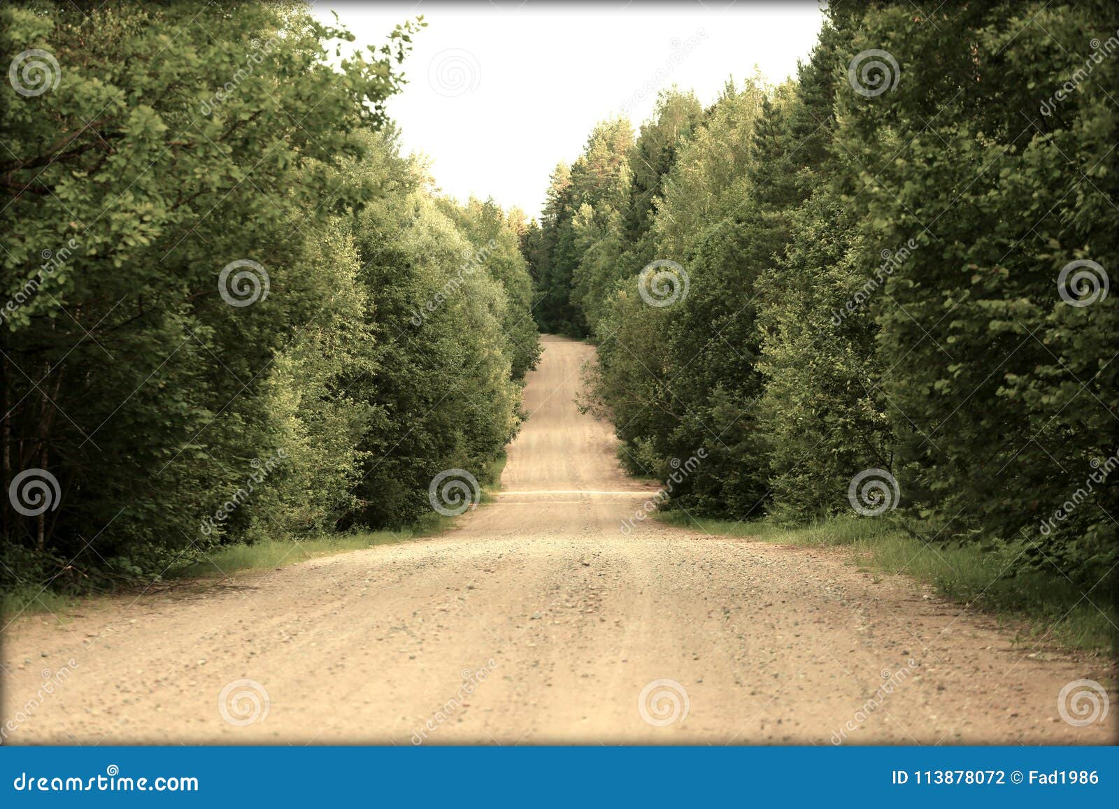 Country road in a wood stock photo. Image of dirt, ground - 113878072