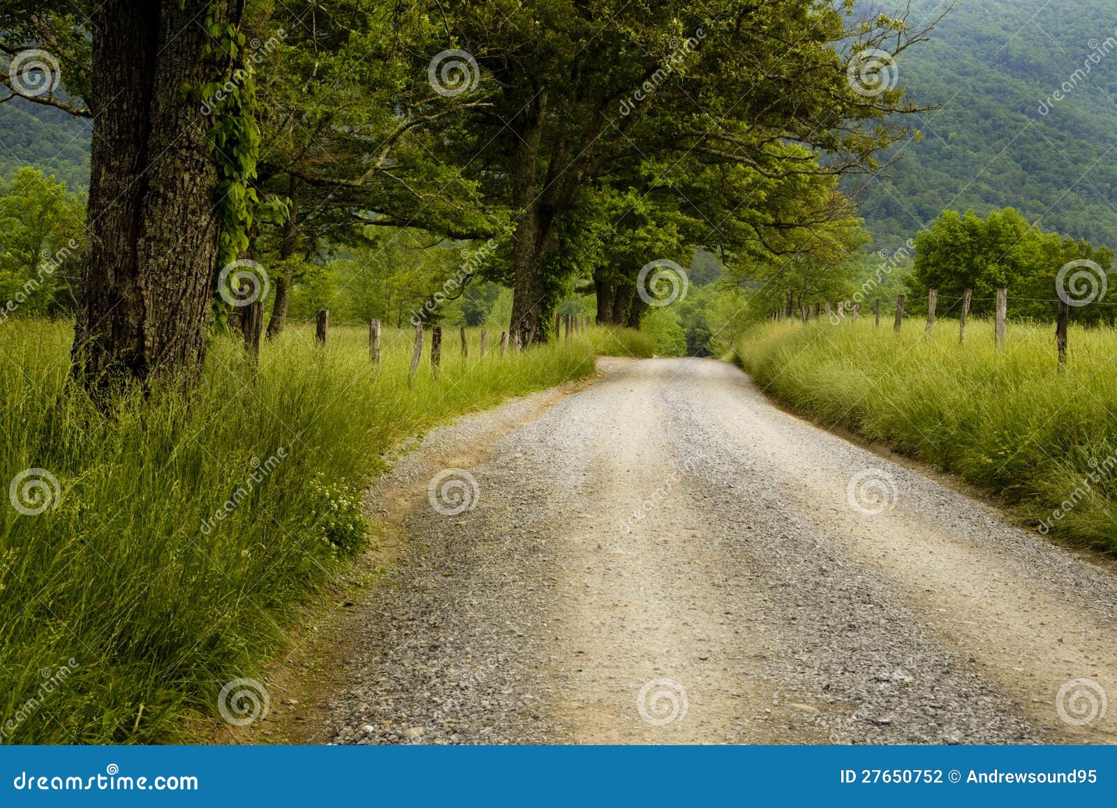Country Road in the Woods stock photo. Image of mountains - 27650752