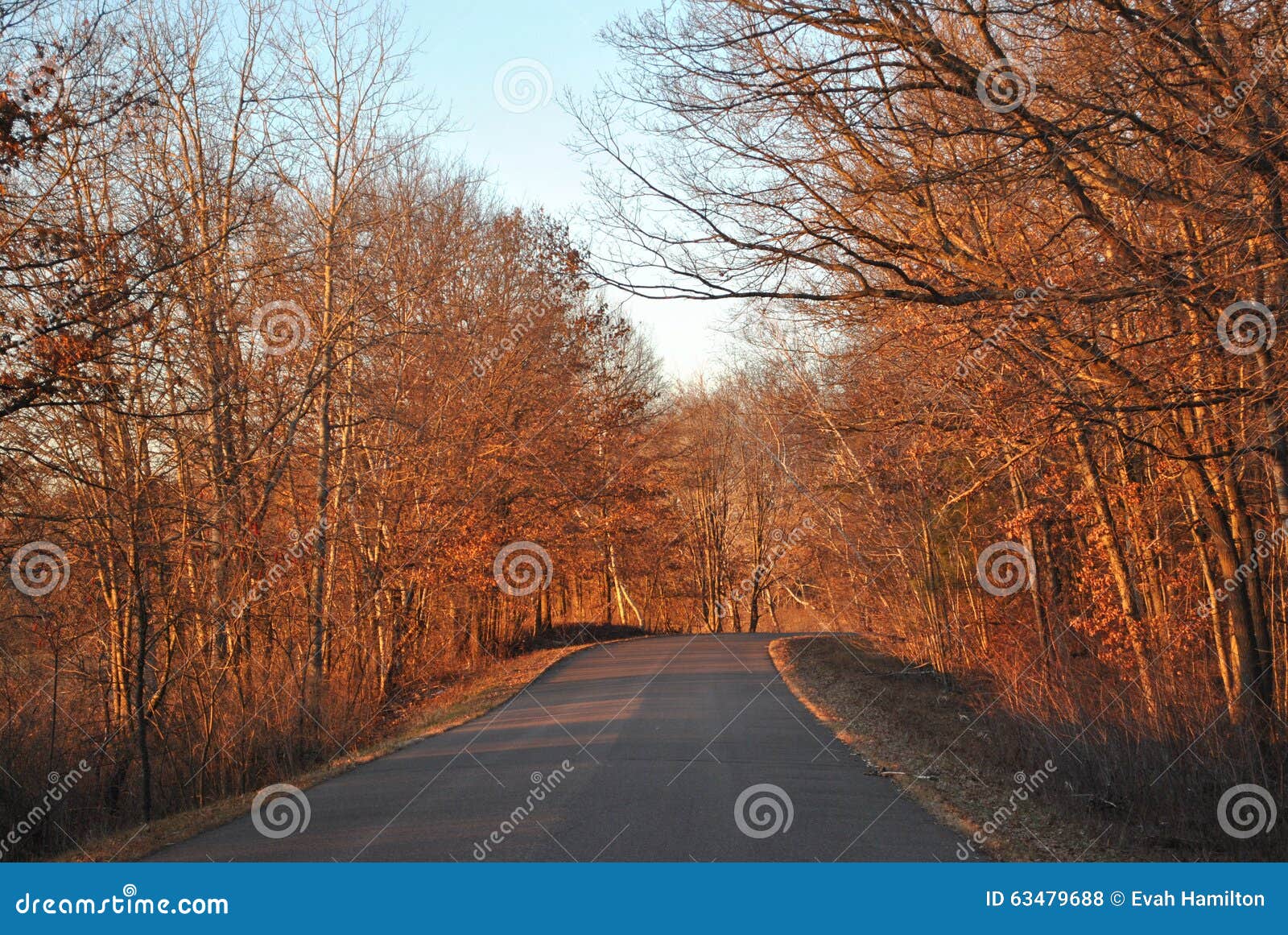 Country Road through the Woods Stock Photo - Image of illuminated ...