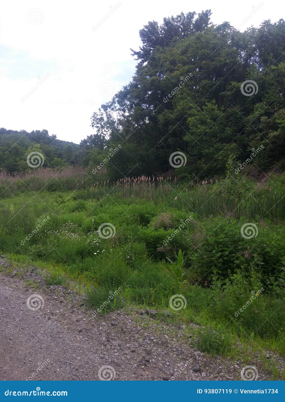 Country roads stock image. Image of country, foliage - 93807119