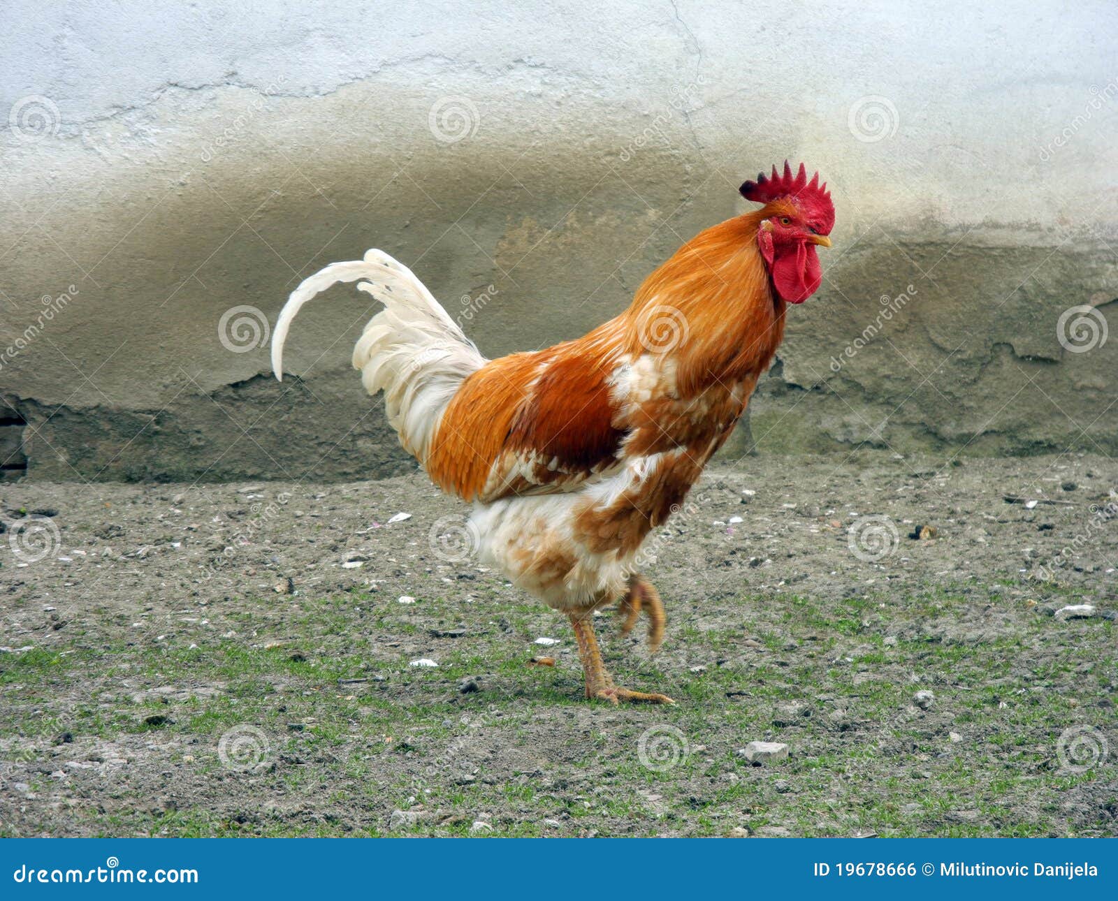 Country rooster stock photo. Image of village, yard, white - 19678666