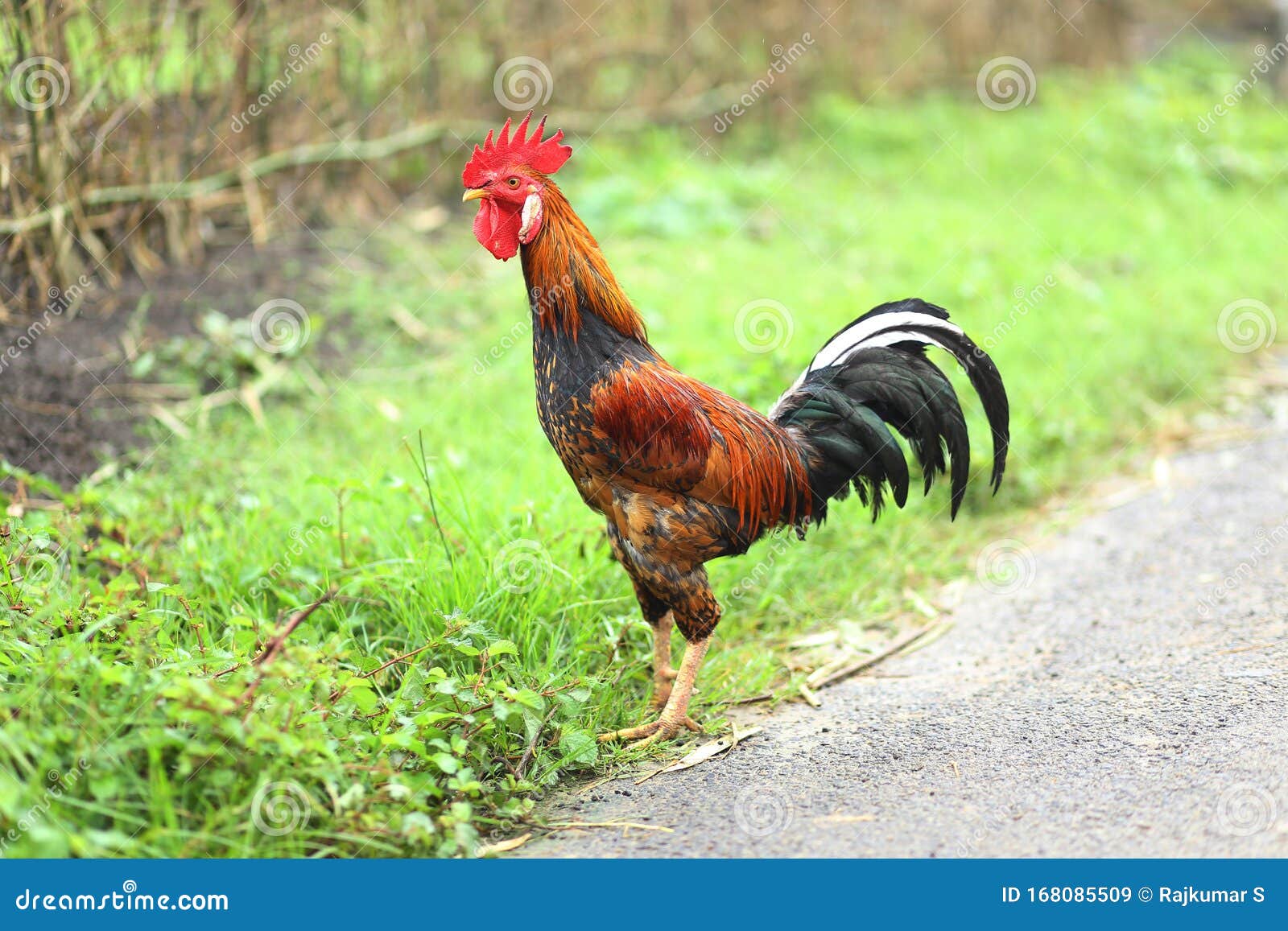 Country Rooster. stock image. Image of fresh, barn, chickens - 168085509