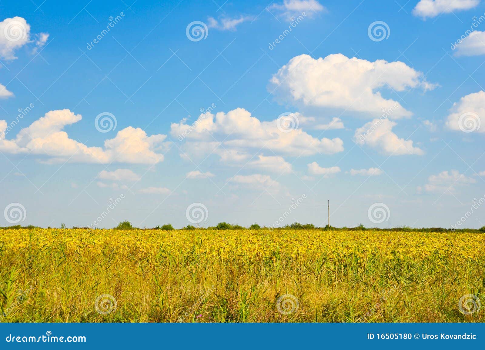 Country Scene Summer Landscape Stock Photo - Image of beauty, landscape ...