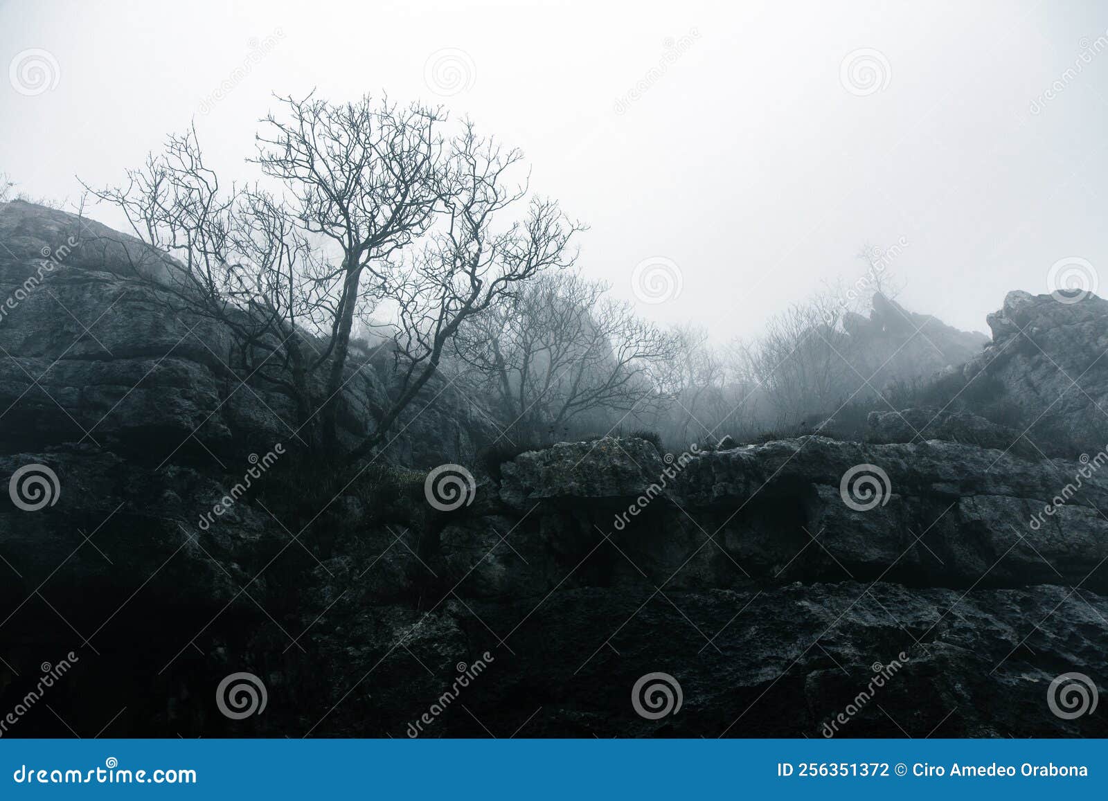 Country scene with trees stock photo. Image of sunrise - 256351372