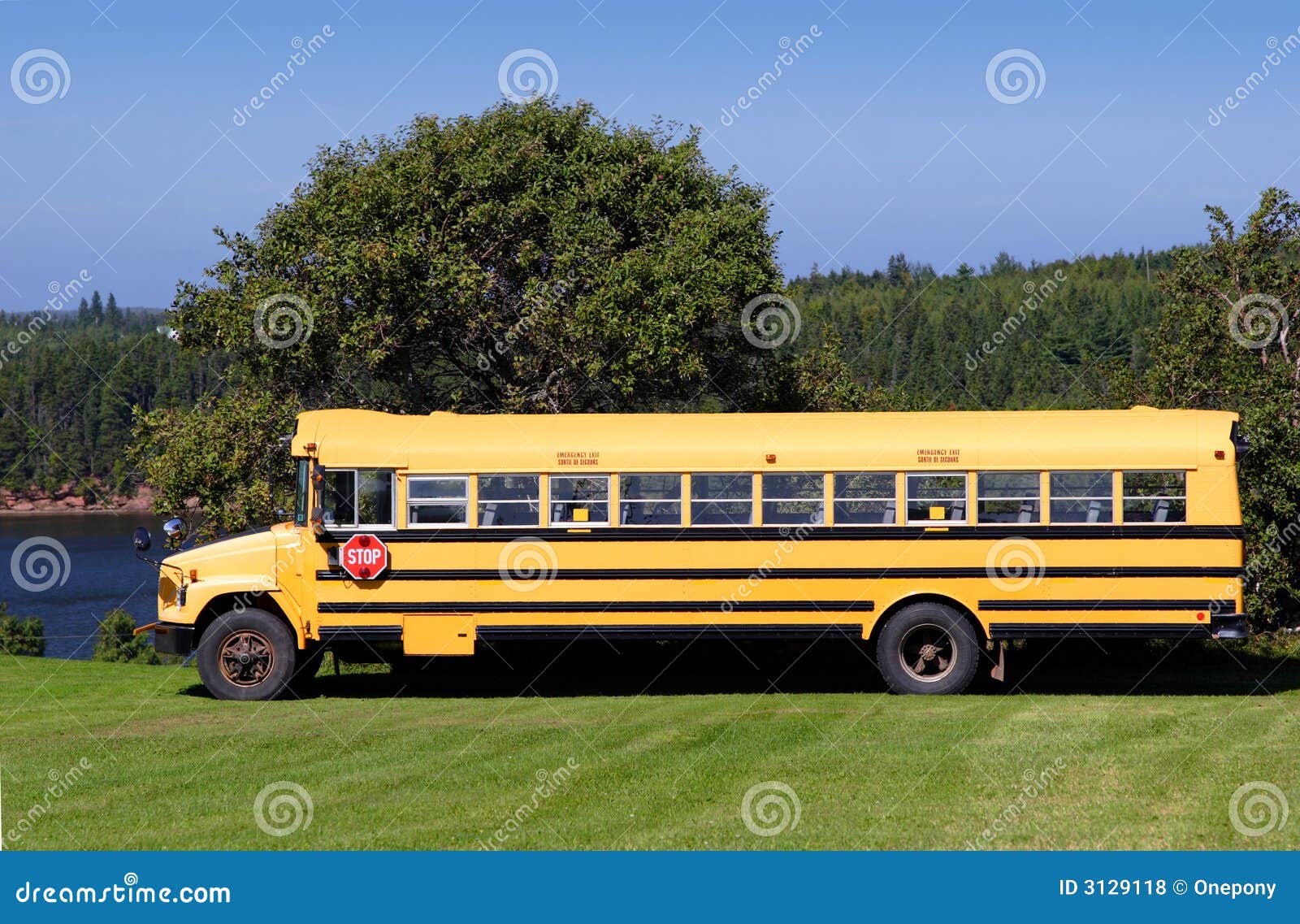 Country School Bus stock photo. Image of transportation - 3129118