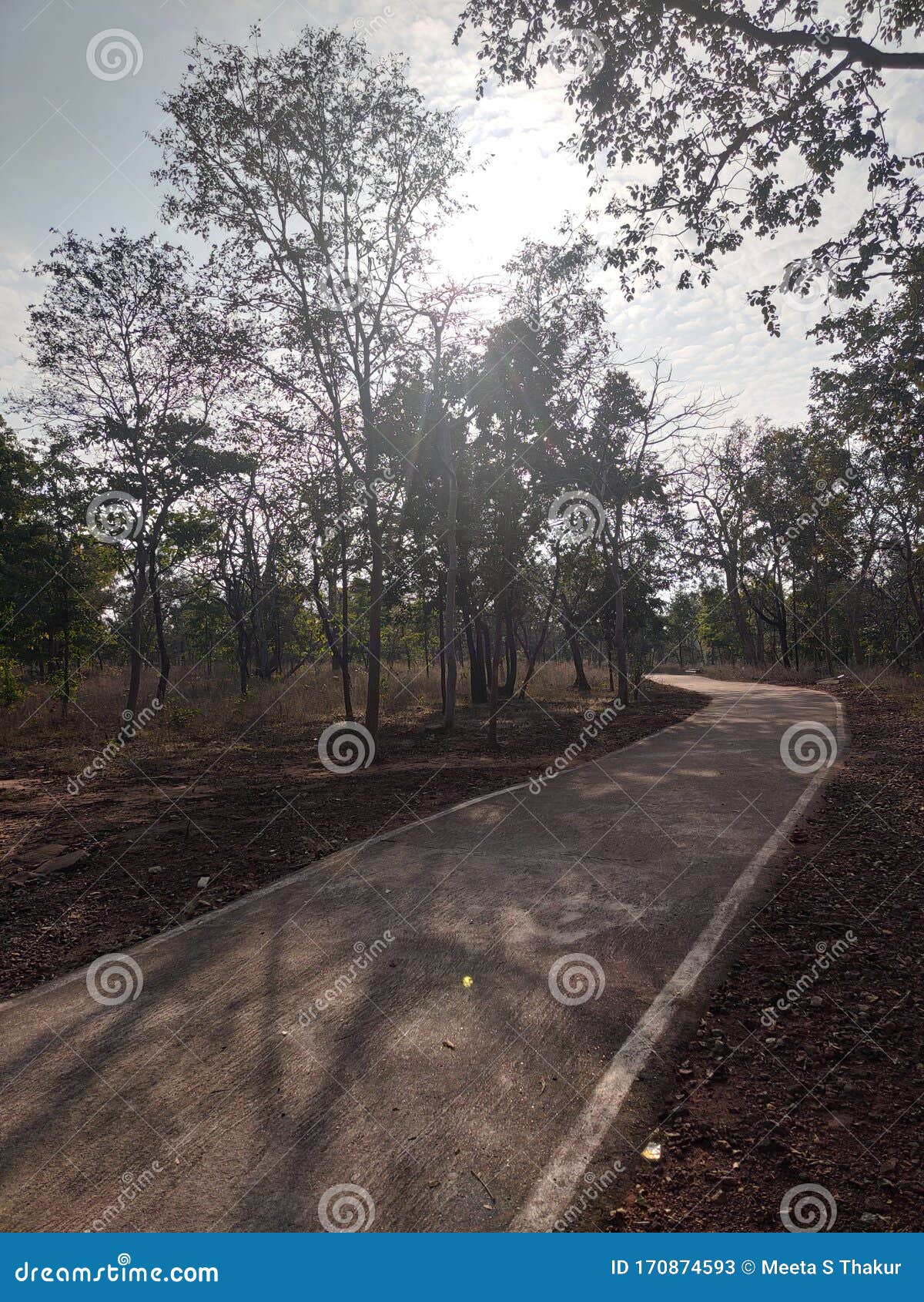 Country side forest scene stock image. Image of leaves - 170874593