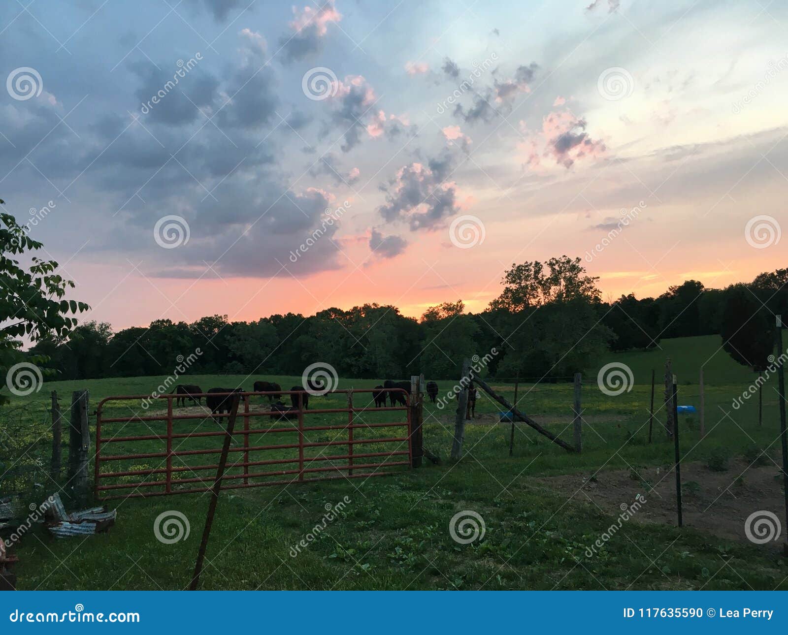 Country side sunset stock photo. Image of sunset, cows - 117635590