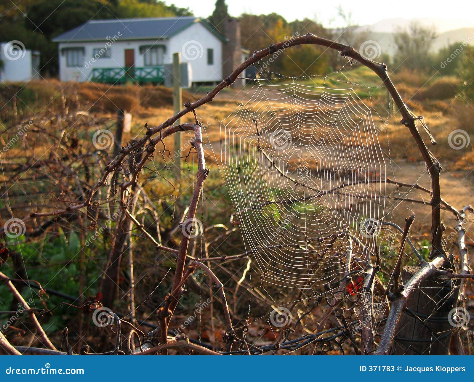 Country spiderweb stock image. Image of clean, farm, focus - 371783