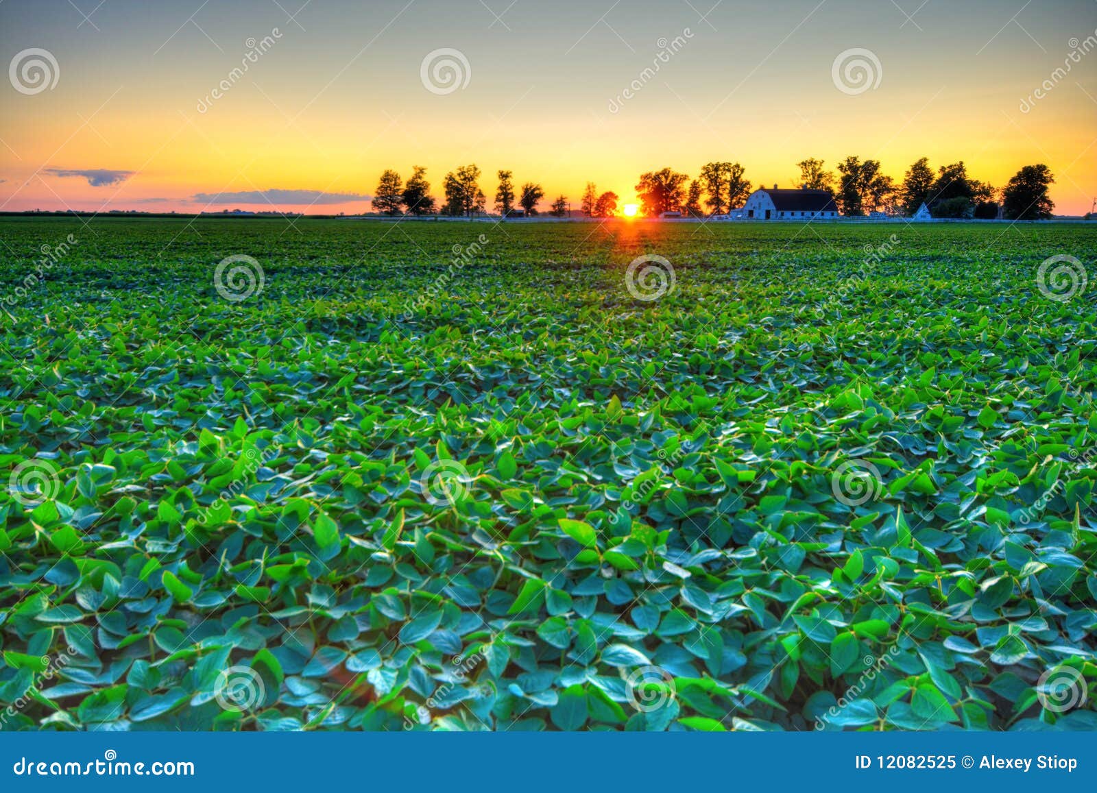 Country sunset stock image. Image of leaves, indiana - 12082525