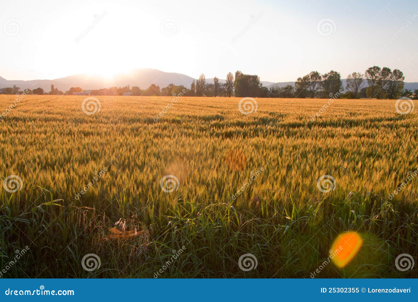 Country sunset stock image. Image of gold, trees, country - 25302355