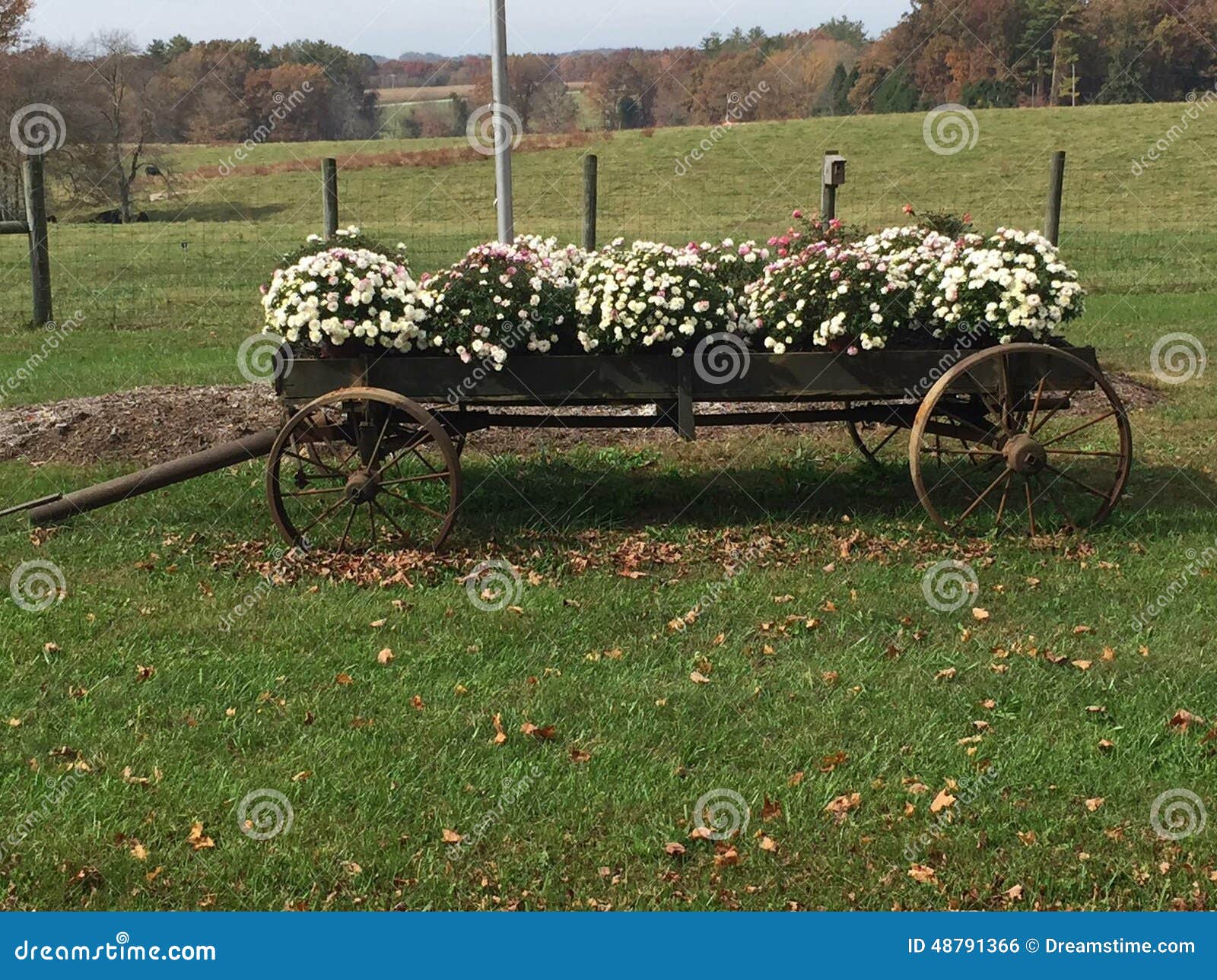Country wagon with flowers stock photo. Image of country - 48791366