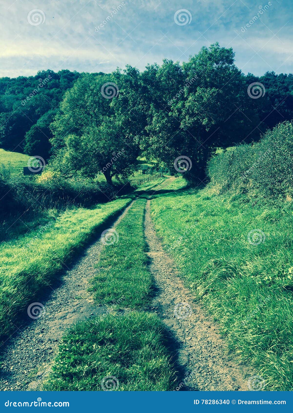 Country walk editorial image. Image of forest, plain - 78286340
