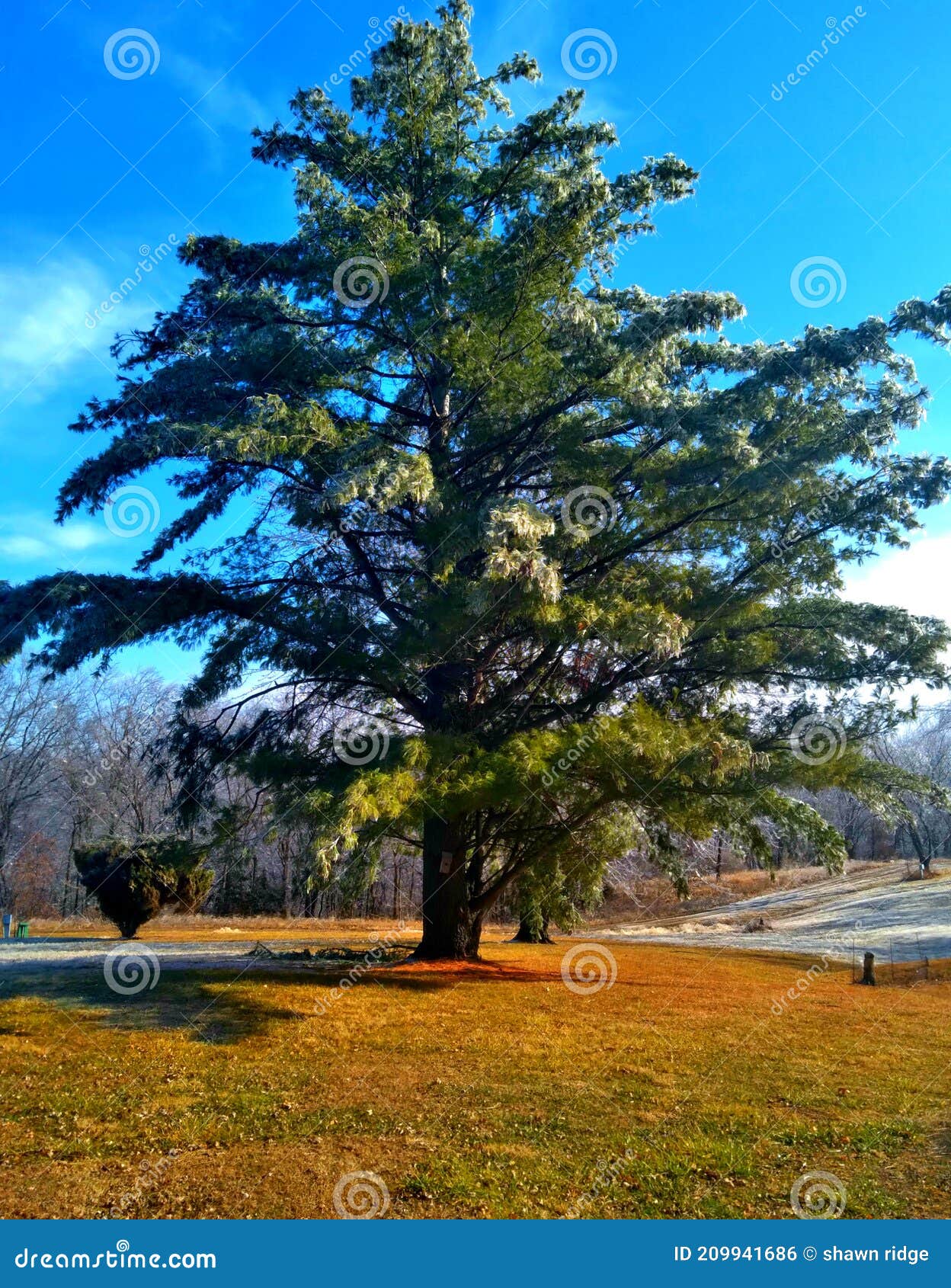 A country winter sunset stock photo. Image of flower - 209941686