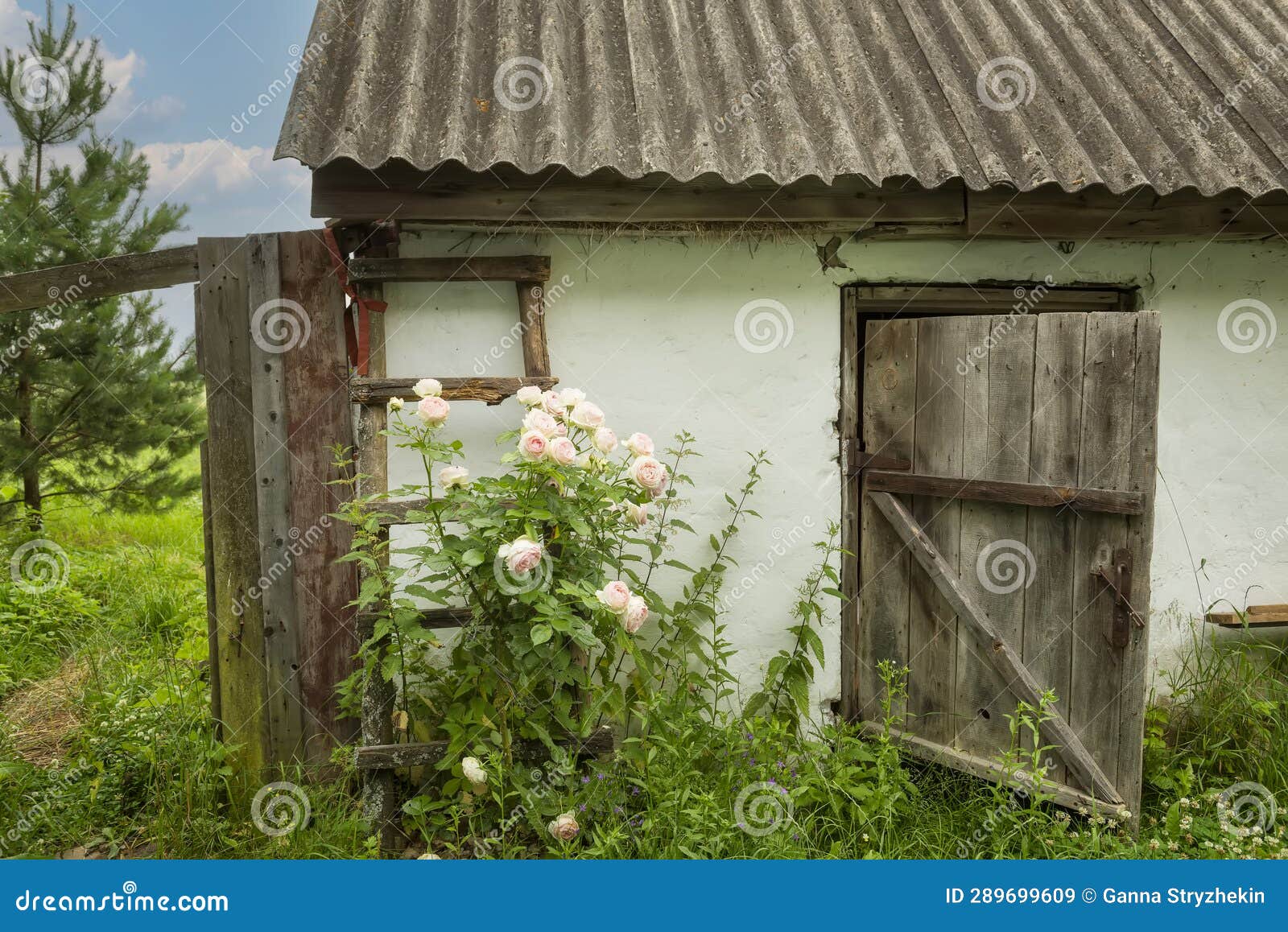 Country Yard with Old Barn and Blooming Roses. Stock Image - Image of ...
