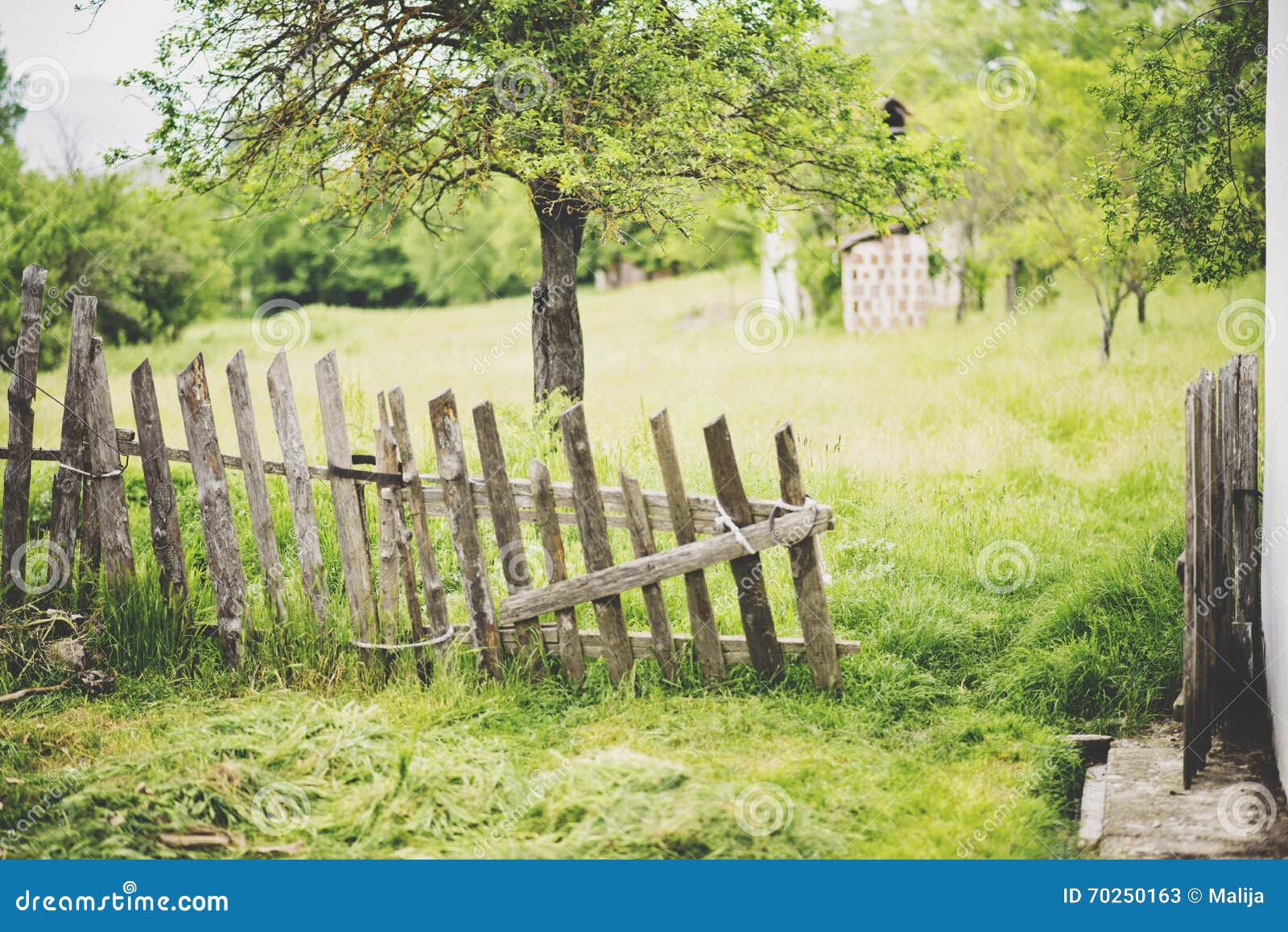 Country yard with trees, stock image. Image of country - 70250163