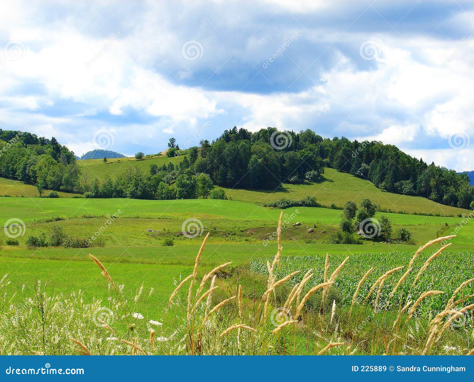 In the countryside stock image. Image of green, woods, vegetation - 225889