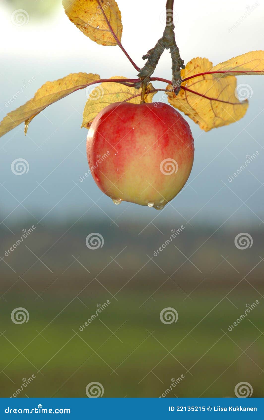 Countryside apple stock image. Image of apple, appletree - 22135215
