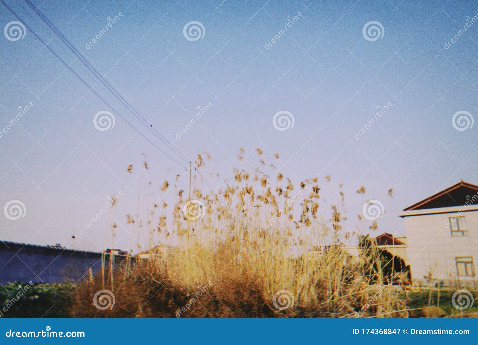 Countryside China Sunlinght Reed Stock Image - Image of reed, sunlinght ...