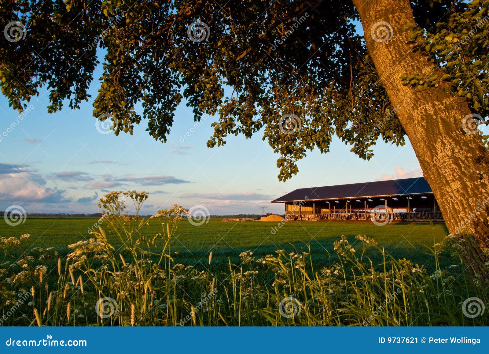Countryside with Cow Stable Stock Image - Image of field, trees: 9737621