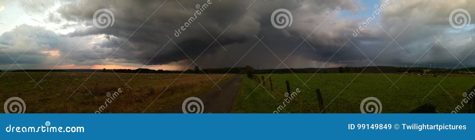 Cows, and disater clouds stock image. Image of stormy - 99149849