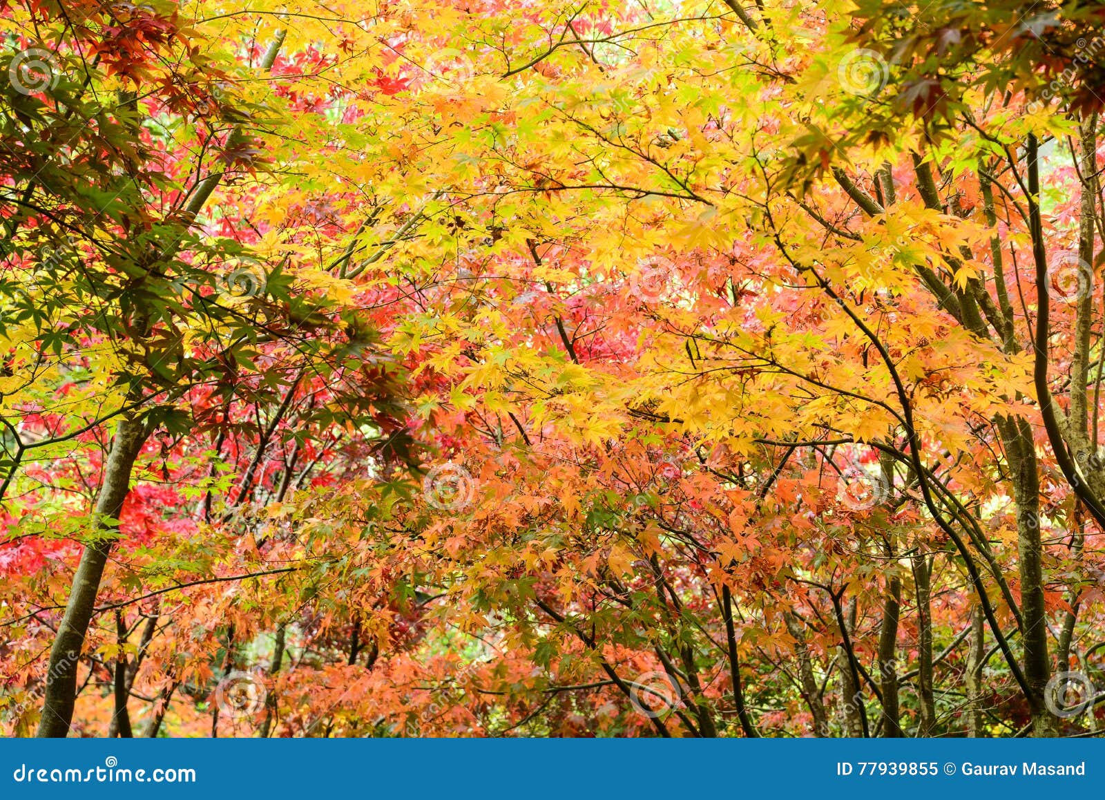 Countryside in fall stock image. Image of inter, farm - 77939855
