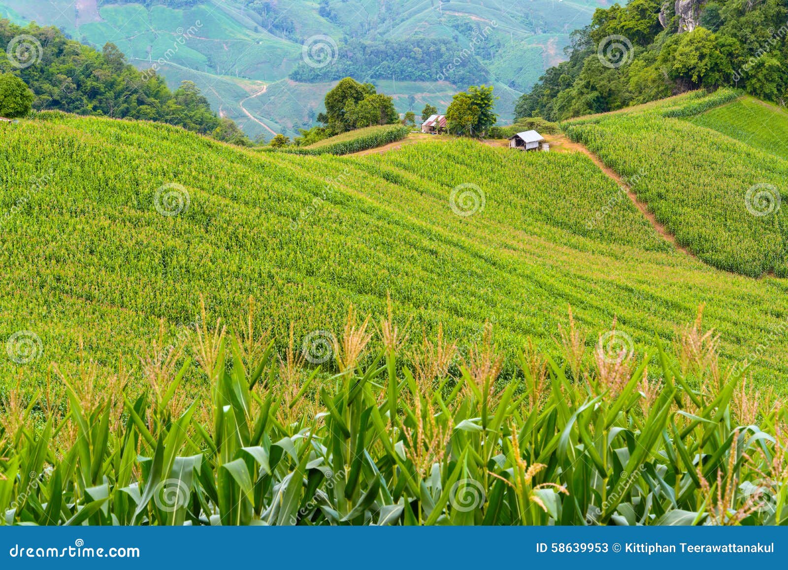 Countryside Farm and Green Fields with Small Cottage Stock Image ...