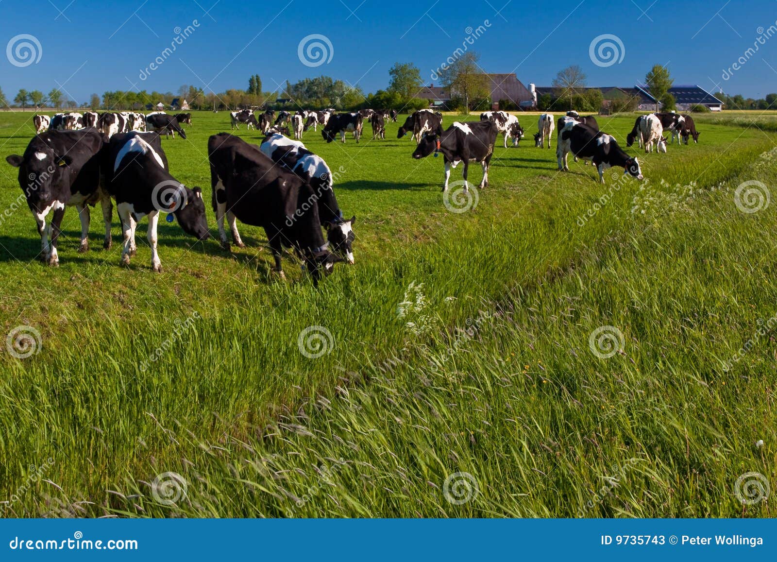 Countryside with Farmer and Cows Stock Image - Image of tree, holland ...