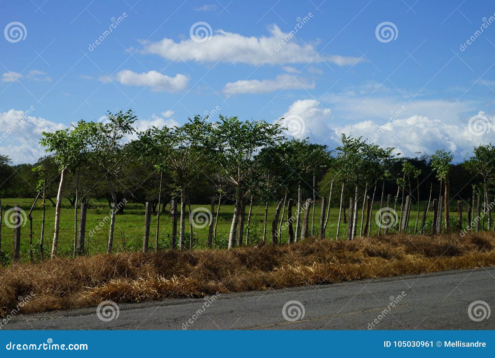 Countryside Fence with Young Tree Growth in Rincon, Panama Stock Image ...