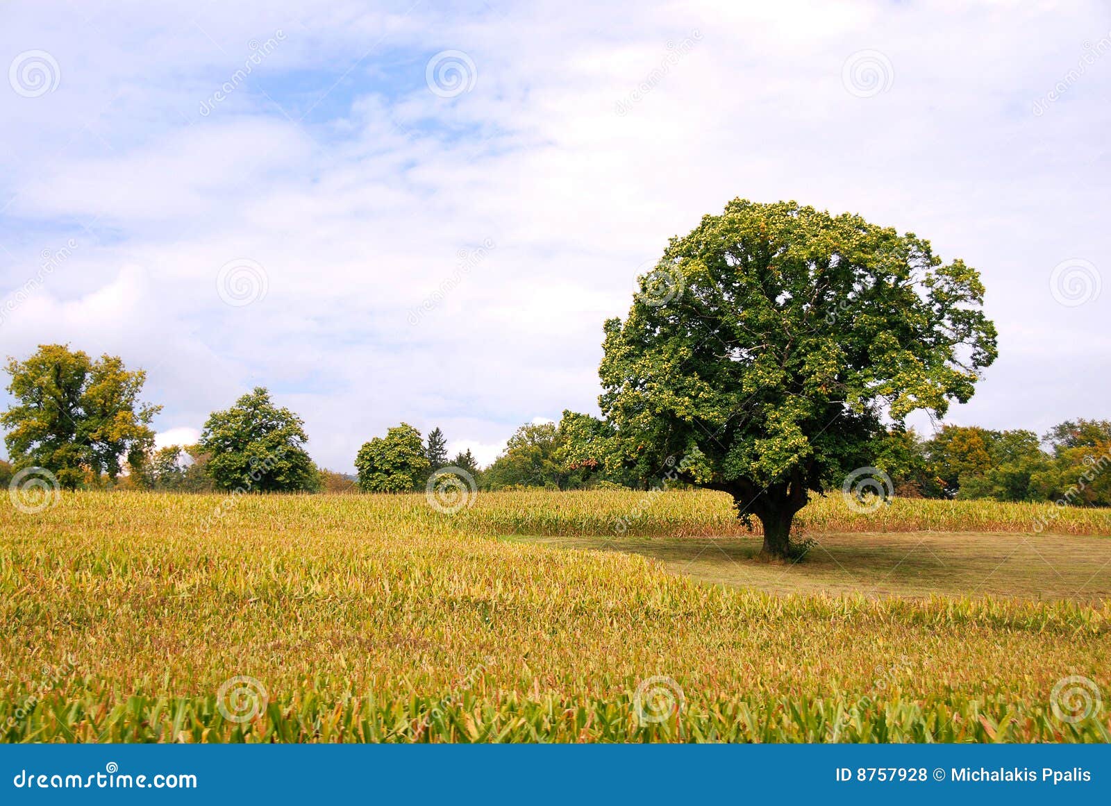 Countryside field stock photo. Image of outdoor, scenery - 8757928