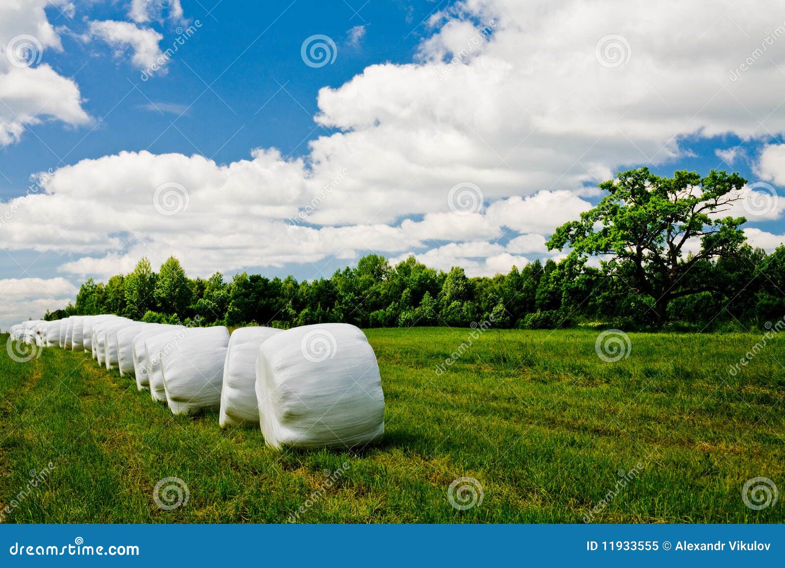 Countryside field with oak stock image. Image of idyllic - 11933555