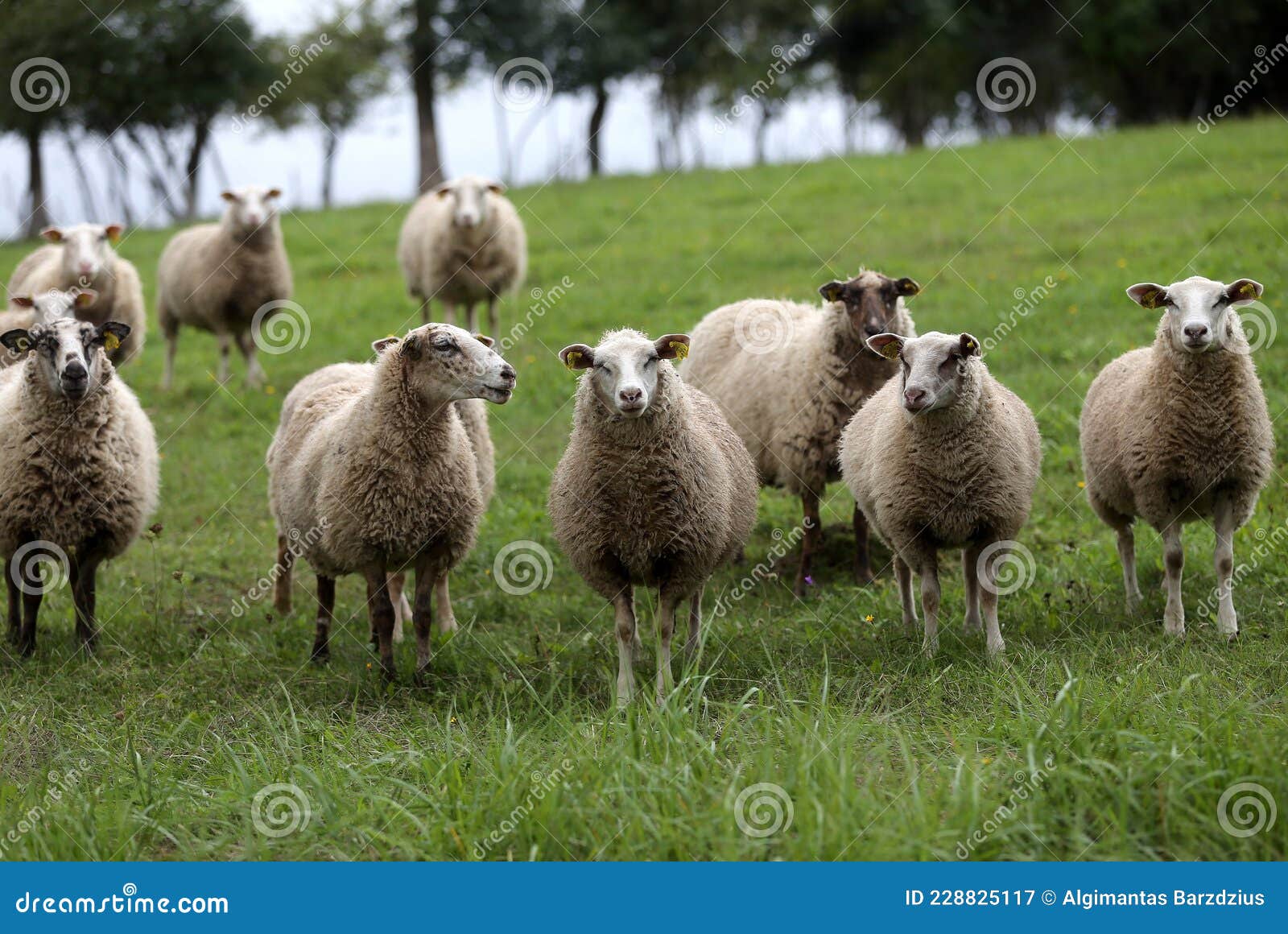 Countryside and Flock of Sheep in a Row Passing by Stock Image - Image ...