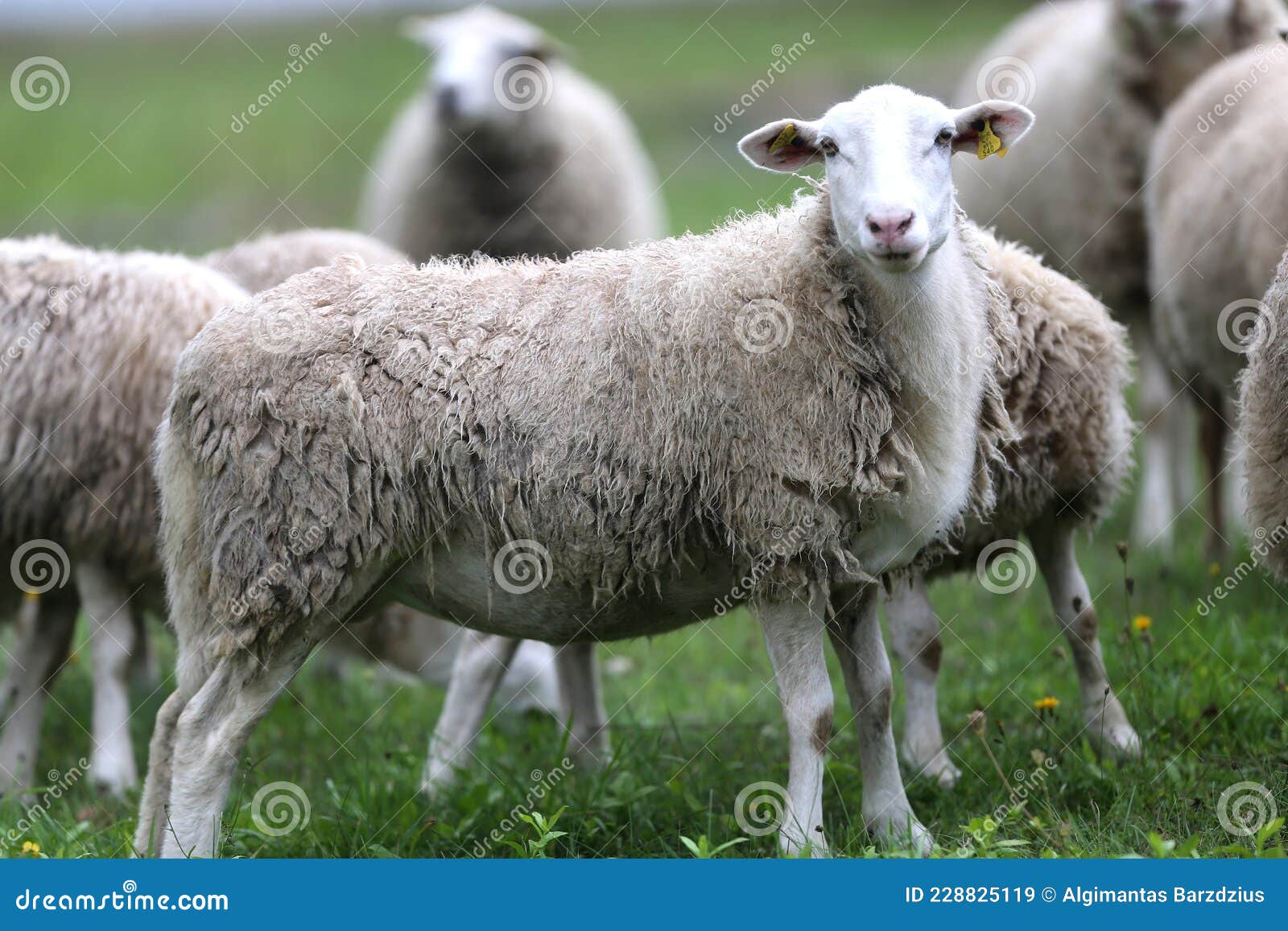 Countryside and Flock of Sheep in a Row Passing by Stock Image - Image ...