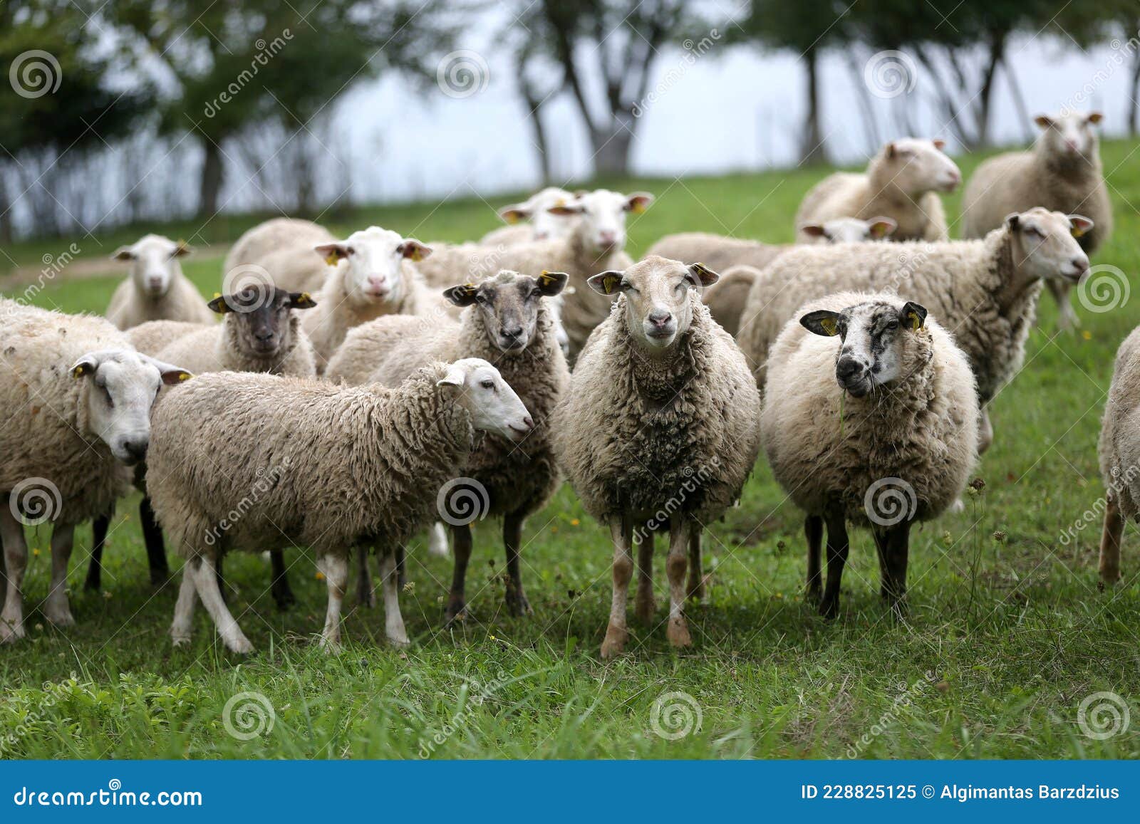 Countryside and Flock of Sheep in a Row Passing by Stock Image - Image ...