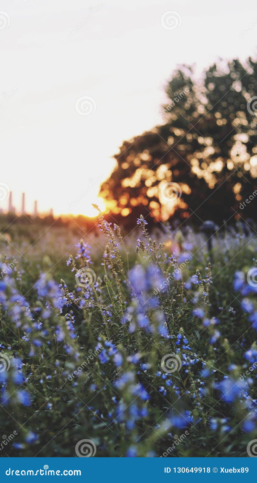 Flowers stock photo. Image of countryside, sunshine - 130649918