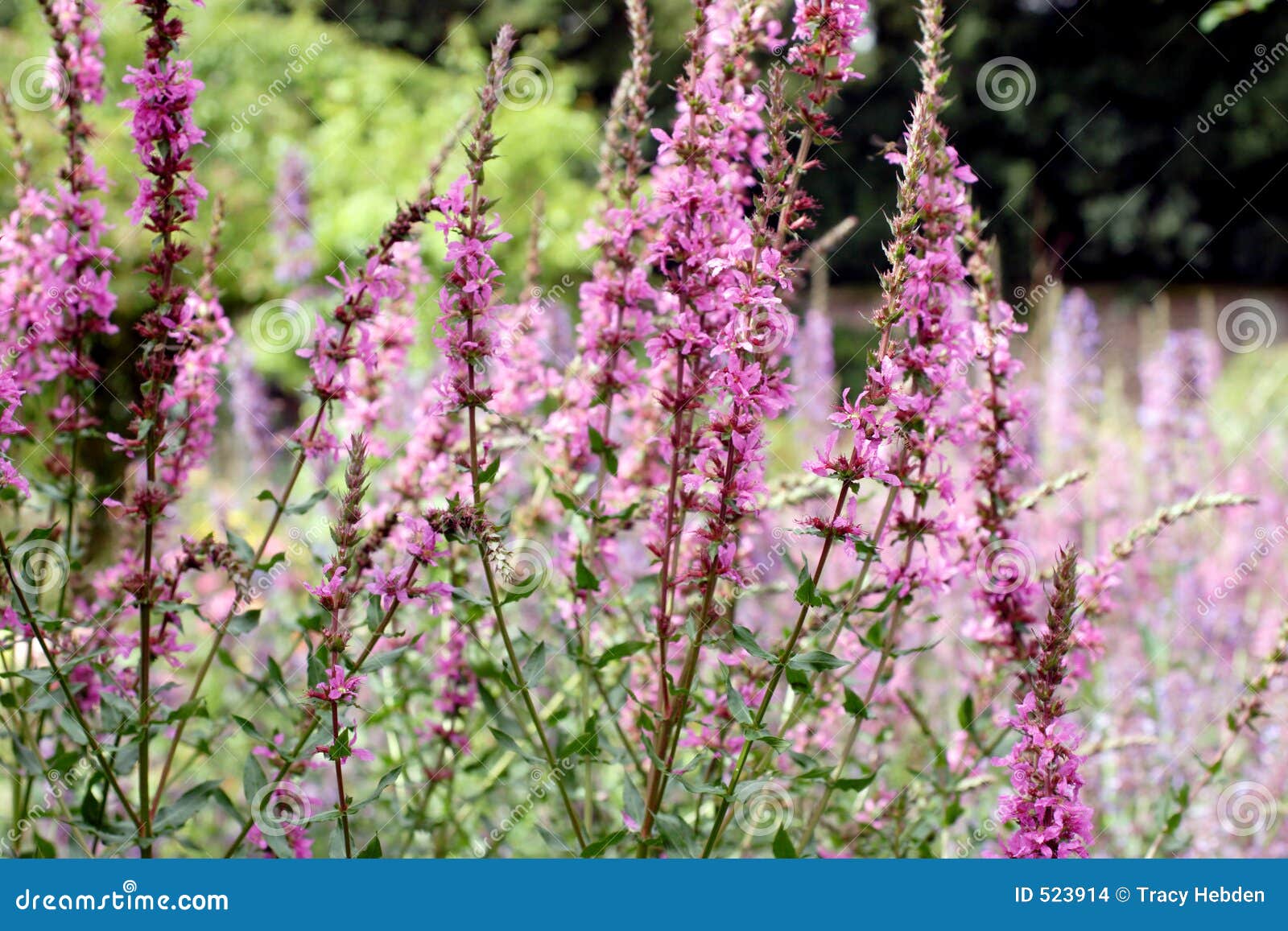 Countryside flowers stock photo. Image of macro, stem, british - 523914