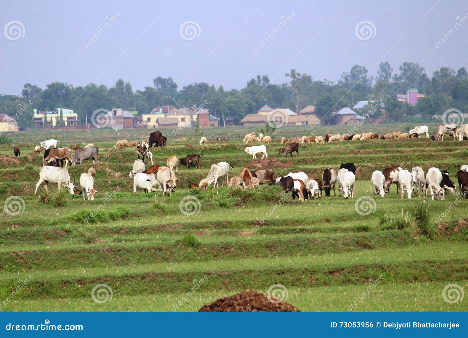 Countryside India stock photo. Image of green, house - 73053956