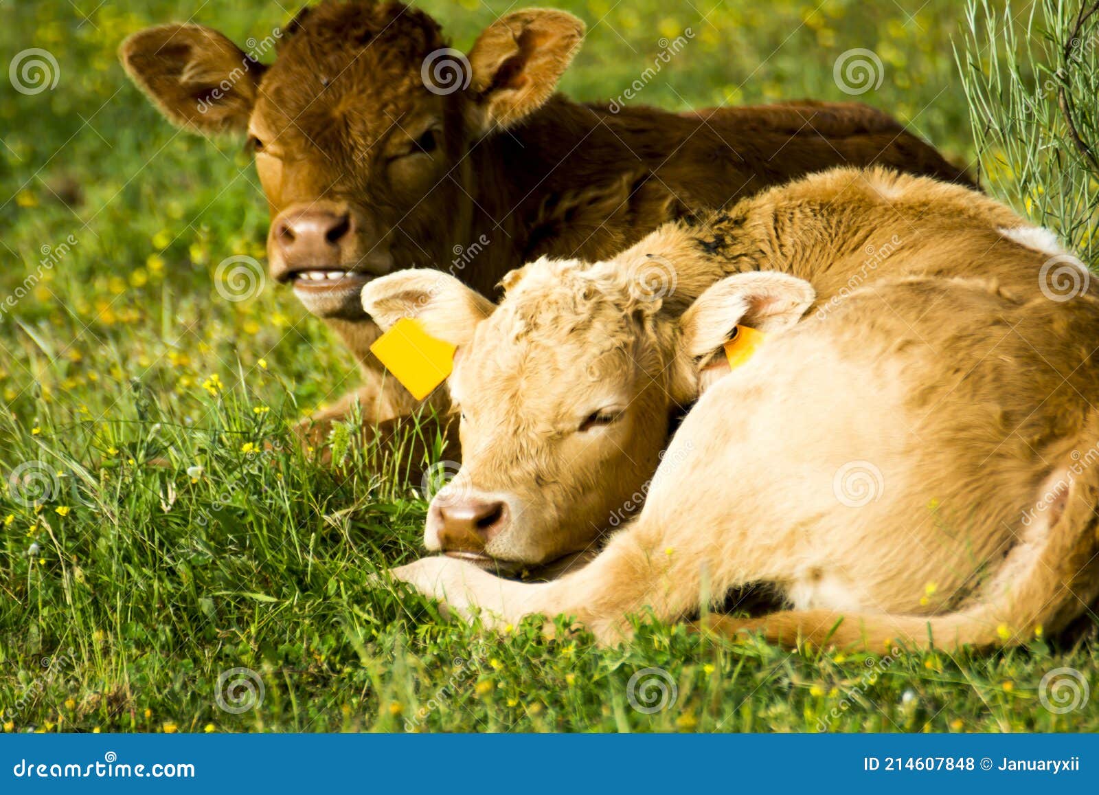 Beautiful Calves Of Giraffe Royalty-Free Stock Photography ...