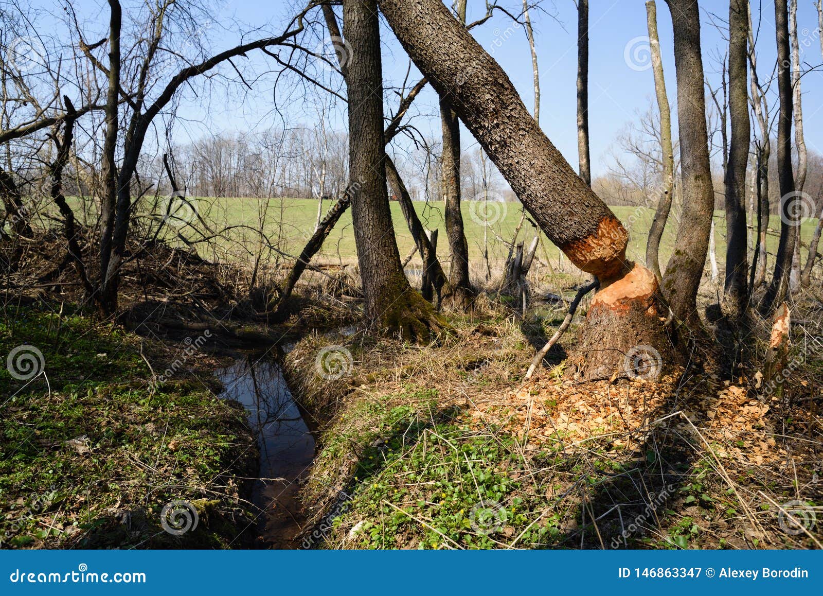 Countryside Landscape. Fallen Tree Over Small Brook with Beaver Biting ...
