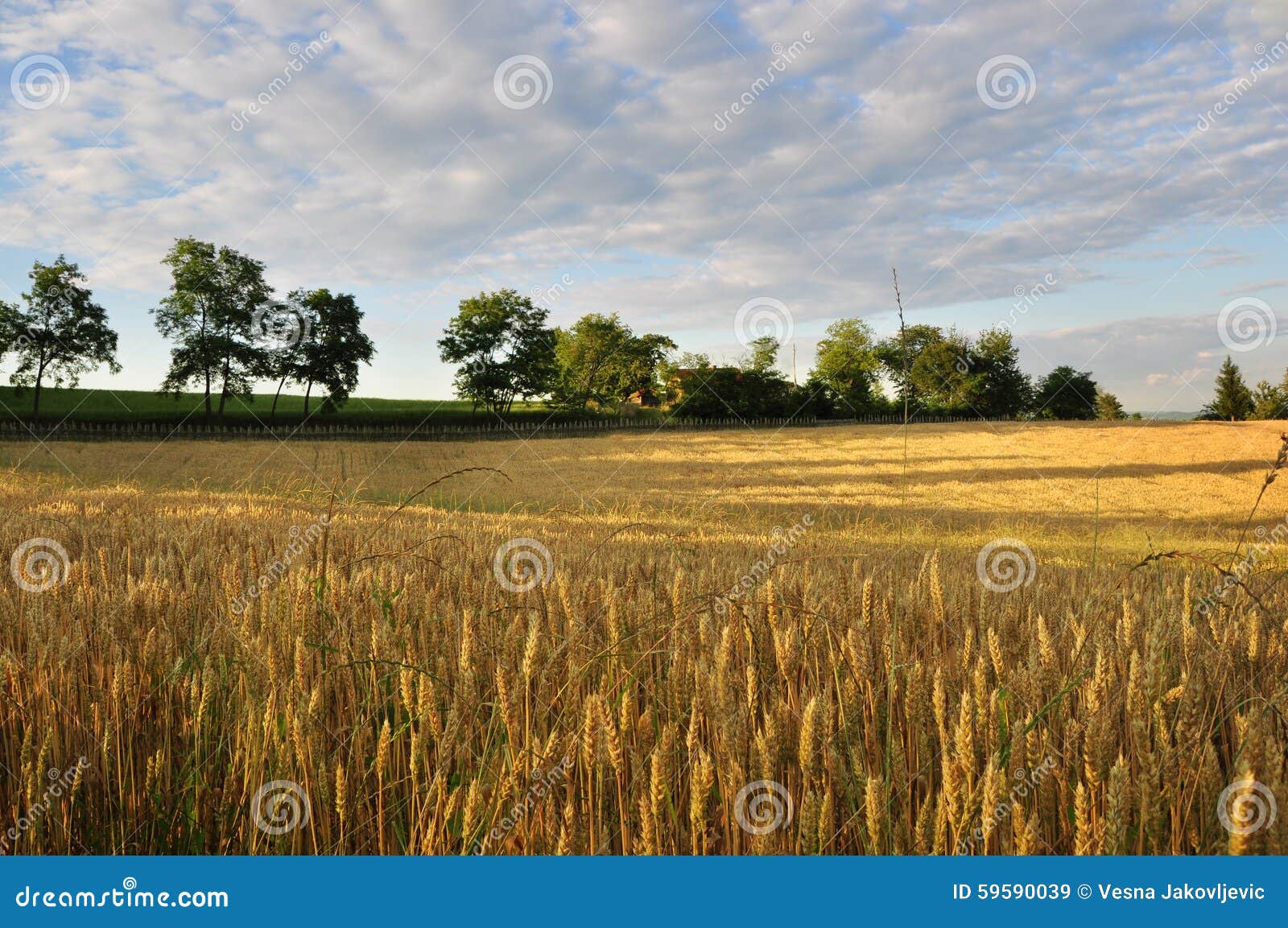 Countryside Landscape and Field of Wheat Stock Image - Image of horizon ...