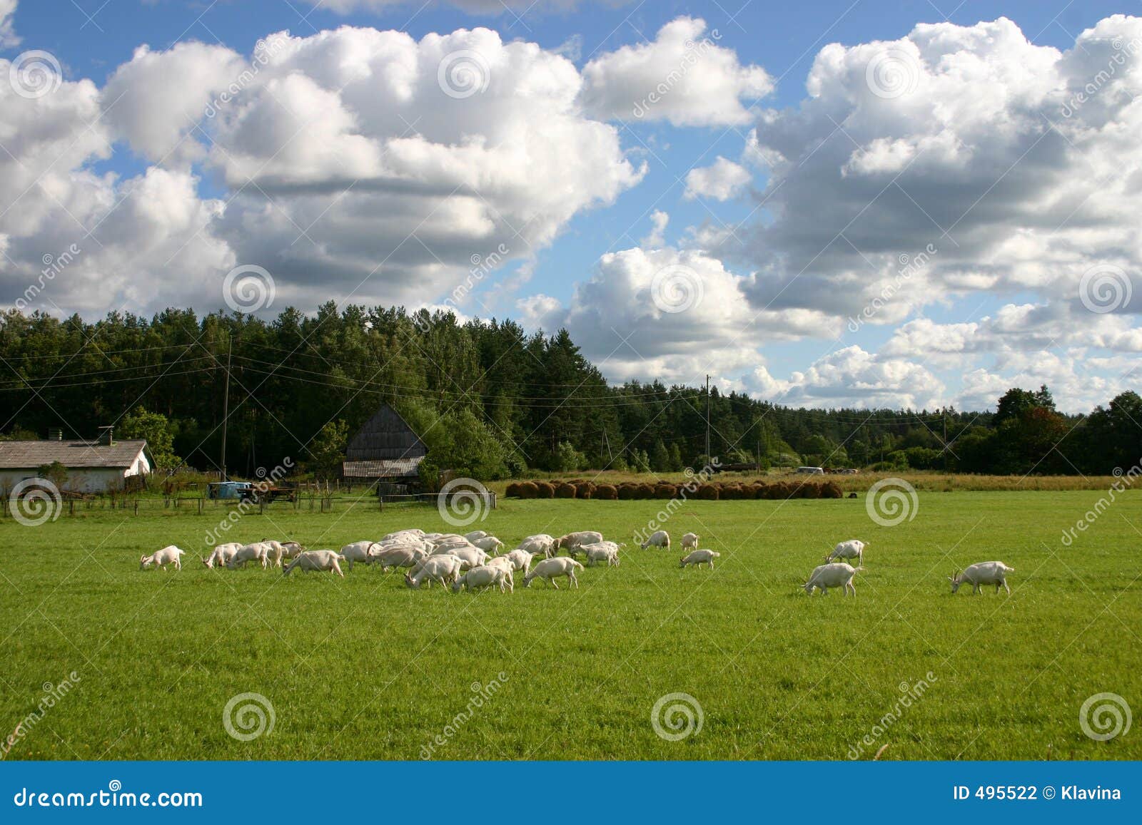 Countryside Landscape with Goats Stock Photo - Image of outdoor ...